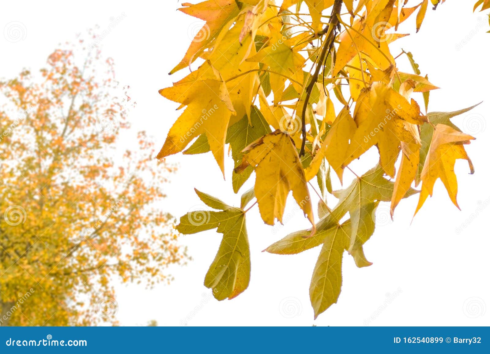 Yellow Leaves on Maple Tree during the Fall Against Overcast White Sky ...
