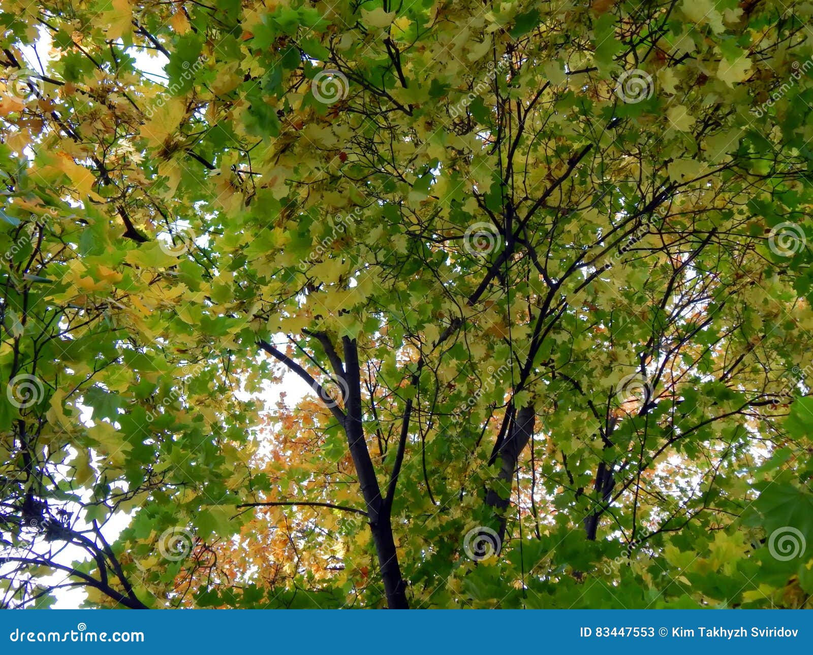 Yellow Leaves of a Maple Tree in the Fall Stock Image - Image of gold ...