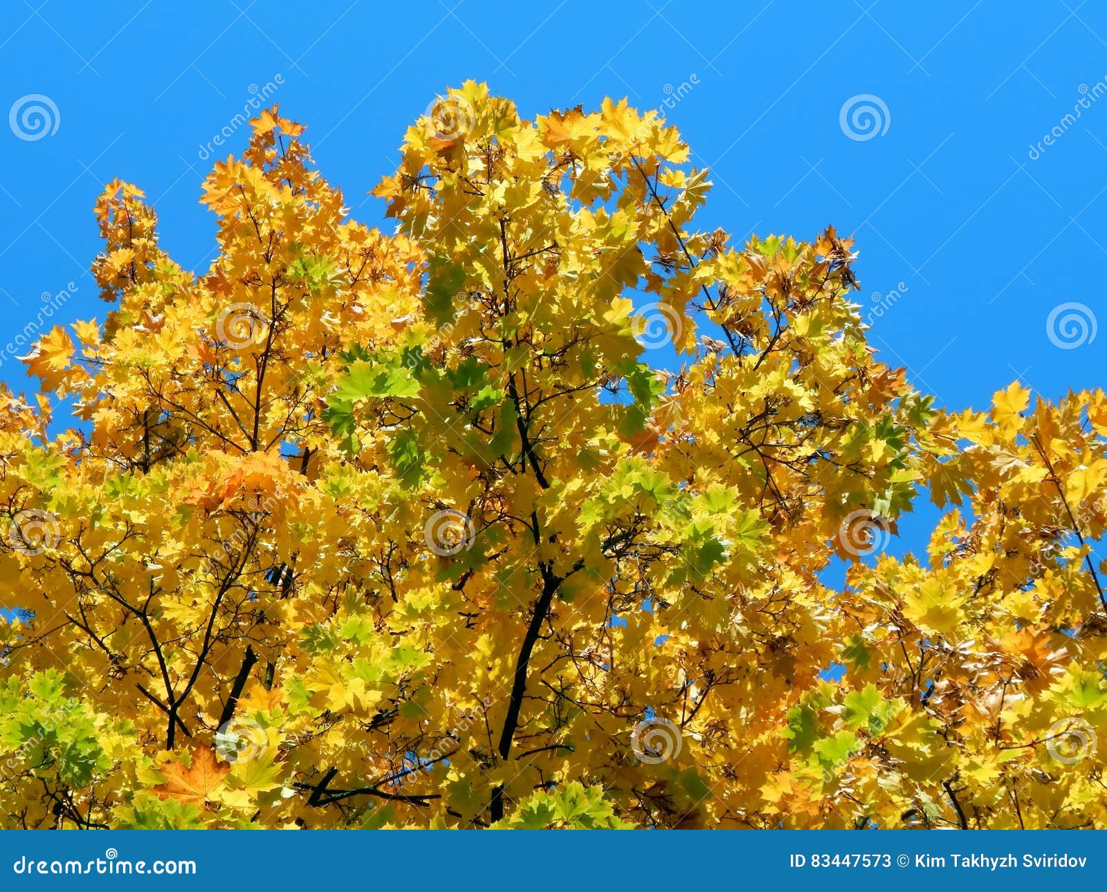 Yellow Leaves of a Maple Tree in the Fall Stock Image - Image of fresh ...