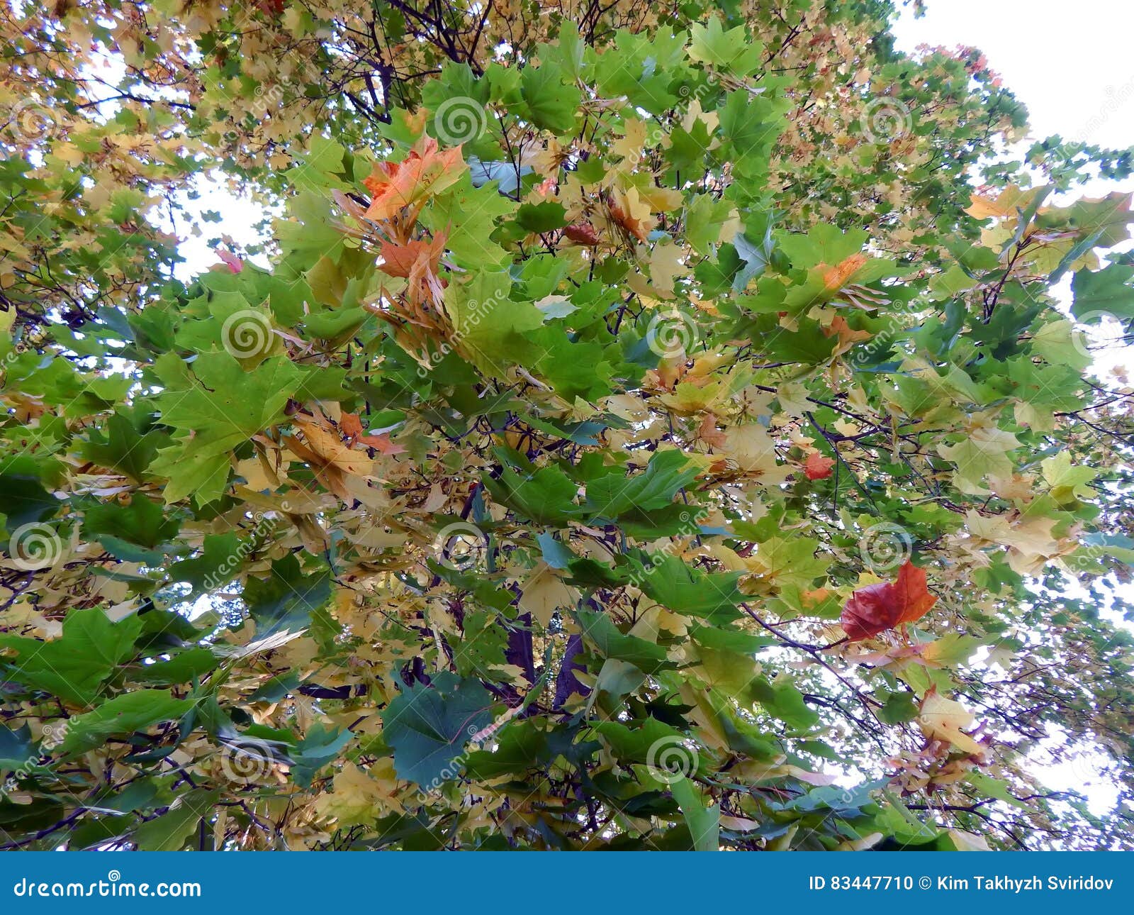 Yellow Leaves of a Maple Tree in the Fall Stock Photo - Image of garden ...