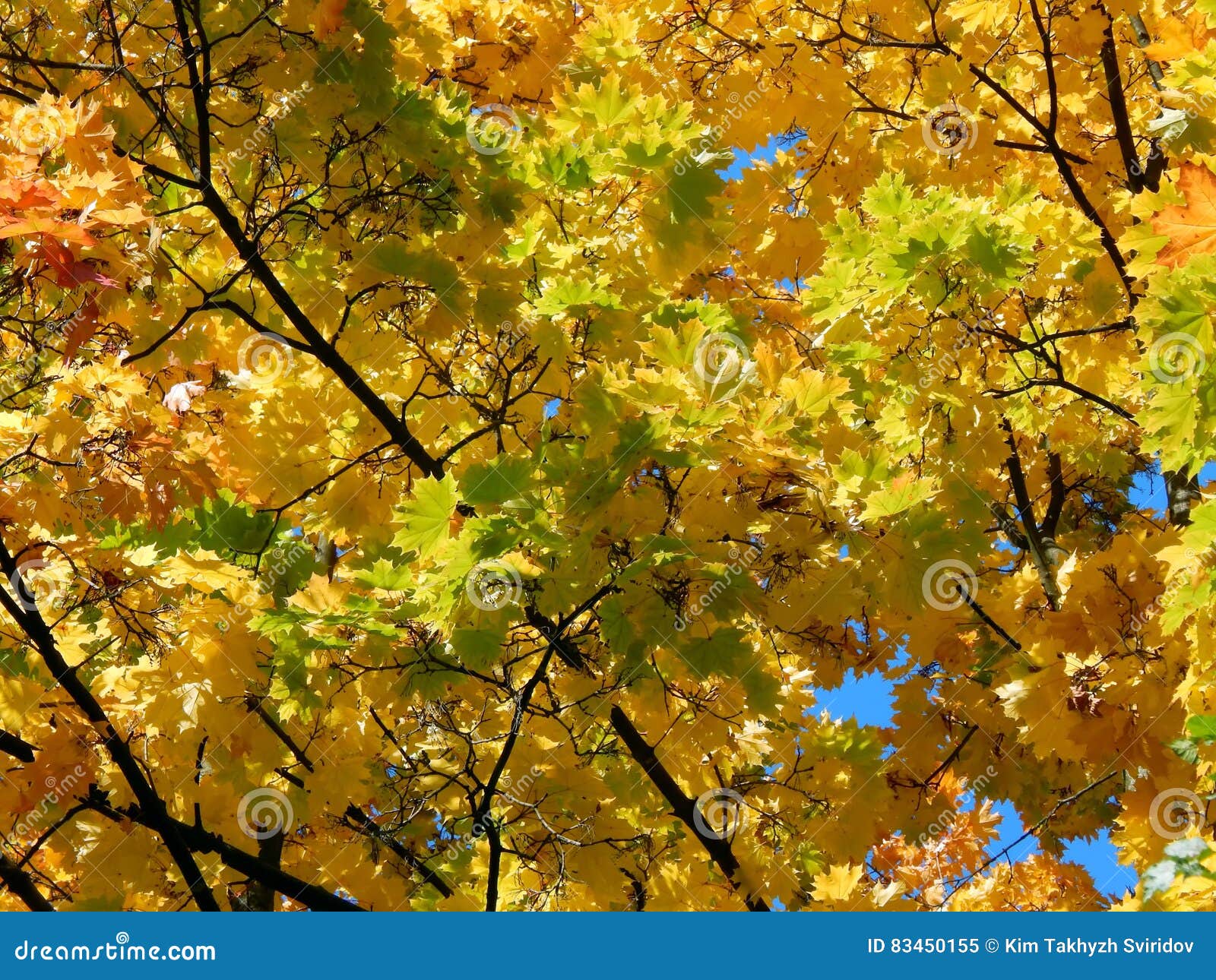Yellow Leaves of a Maple Tree in the Fall Stock Image - Image of beauty ...