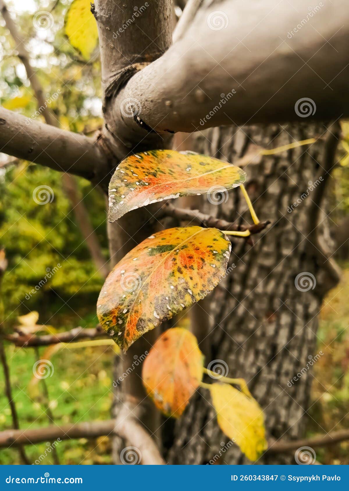 Yellow Leaves on a Pear Tree. Irregularly Shaped Tree in the Photo ...
