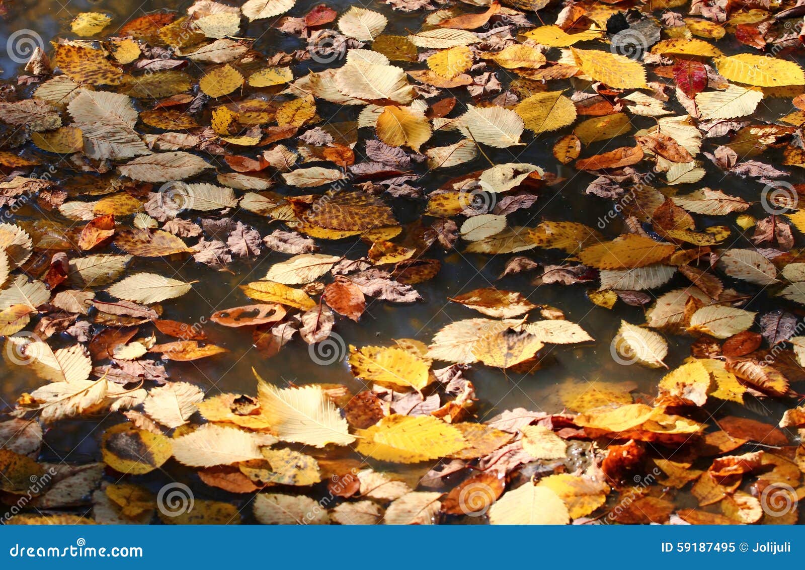 Yellow leaves in puddle stock image. Image of rain, weather - 59187495