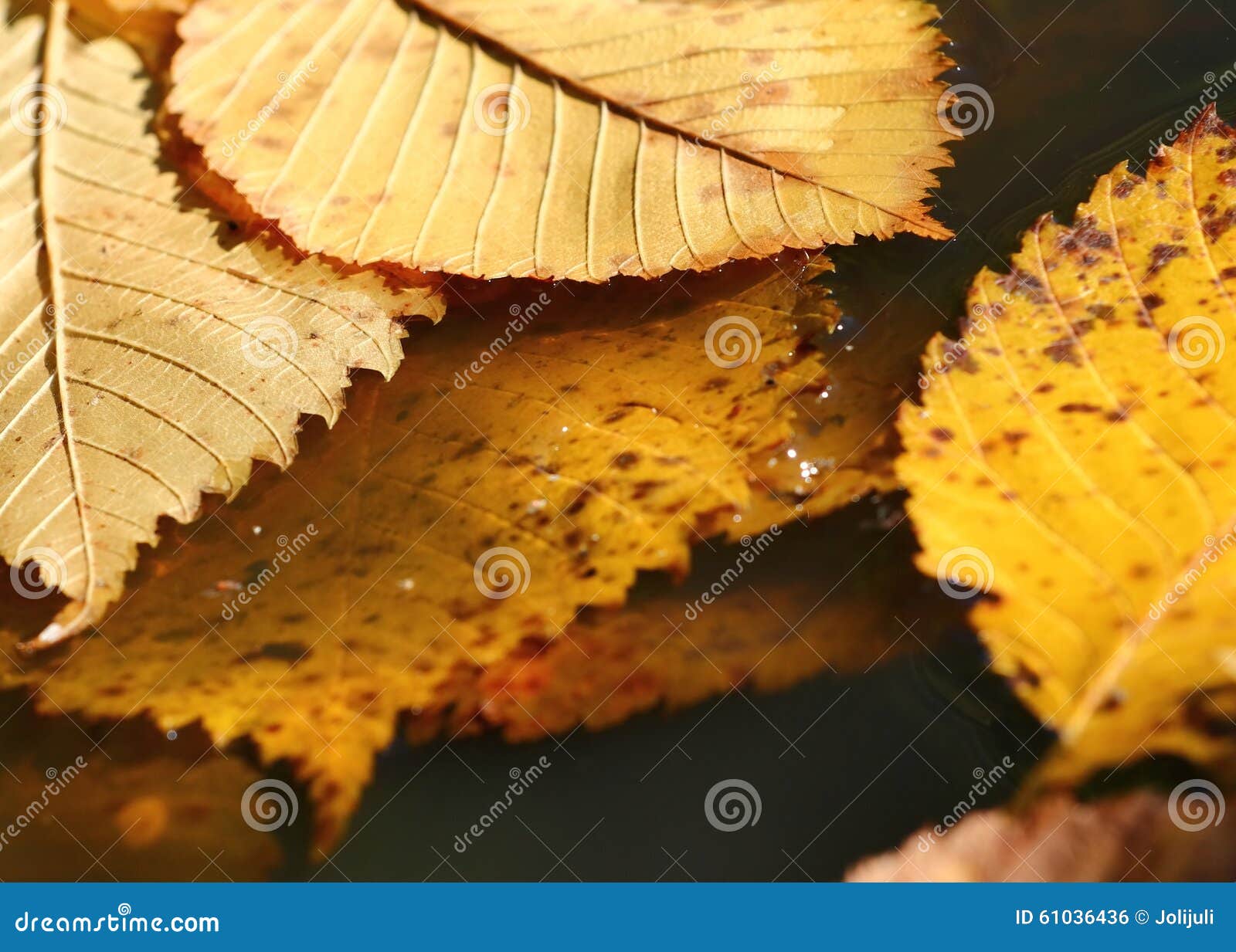 Yellow leaves in puddle stock photo. Image of leaves - 61036436