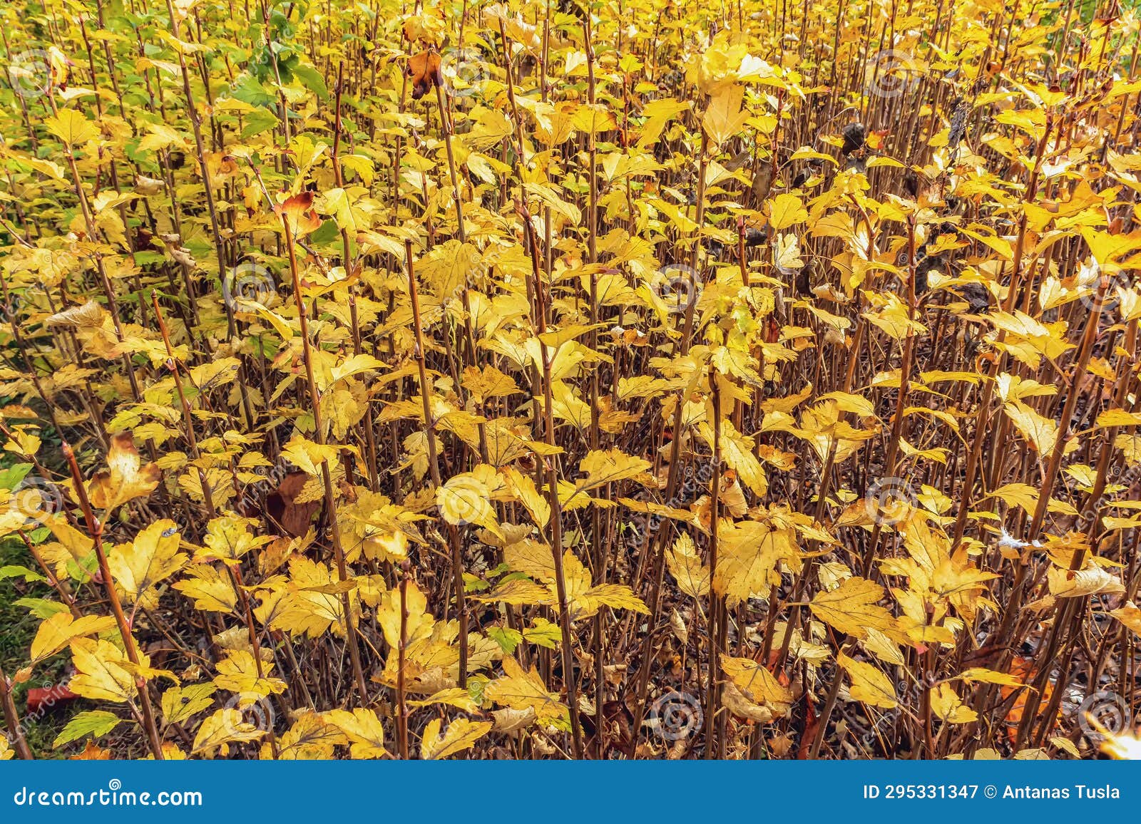 Yellow Leaves on a Raspberry Bush in Autumn Stock Image - Image of ...