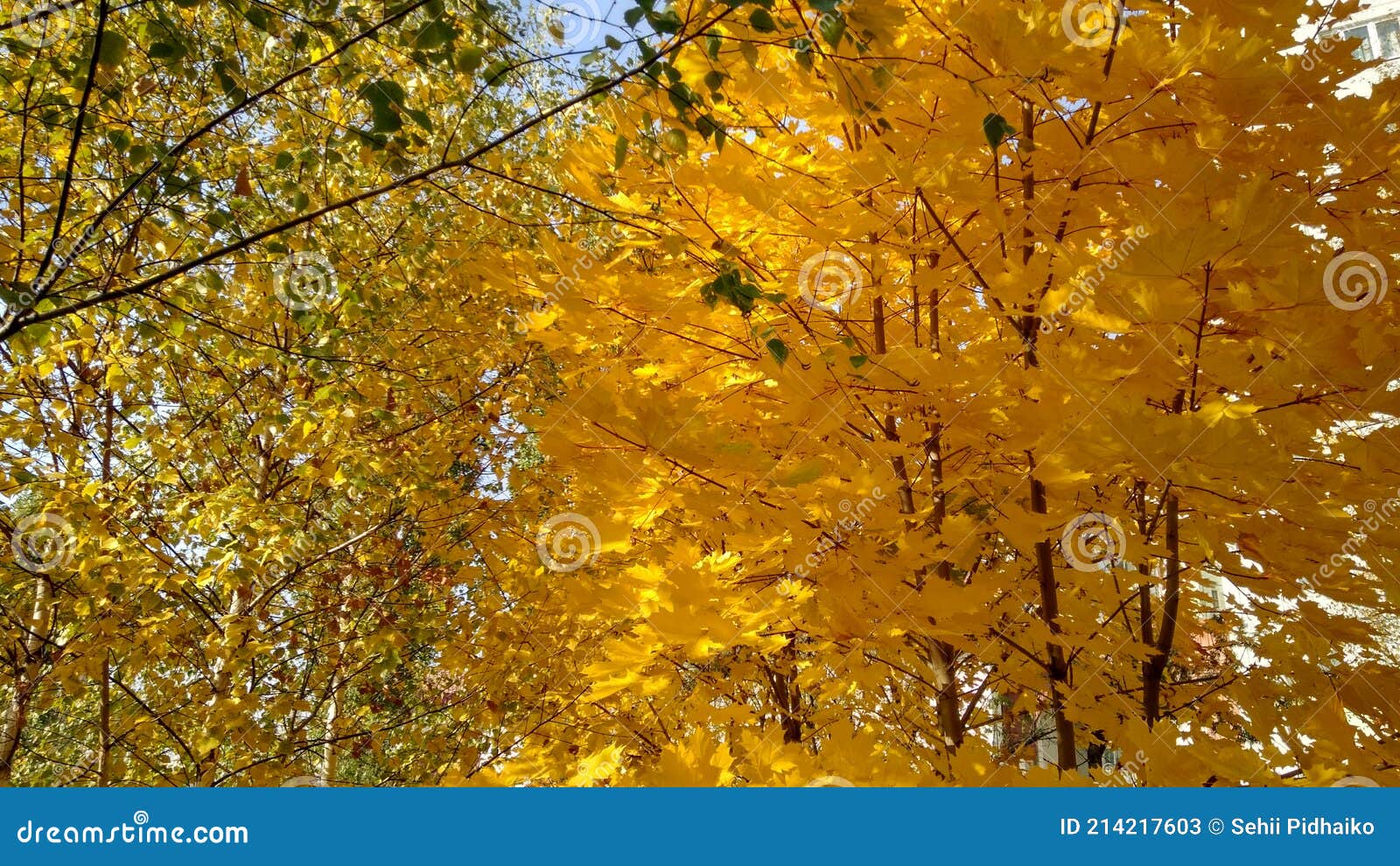 Yellow leaves on the tree stock image. Image of aromat - 214217603