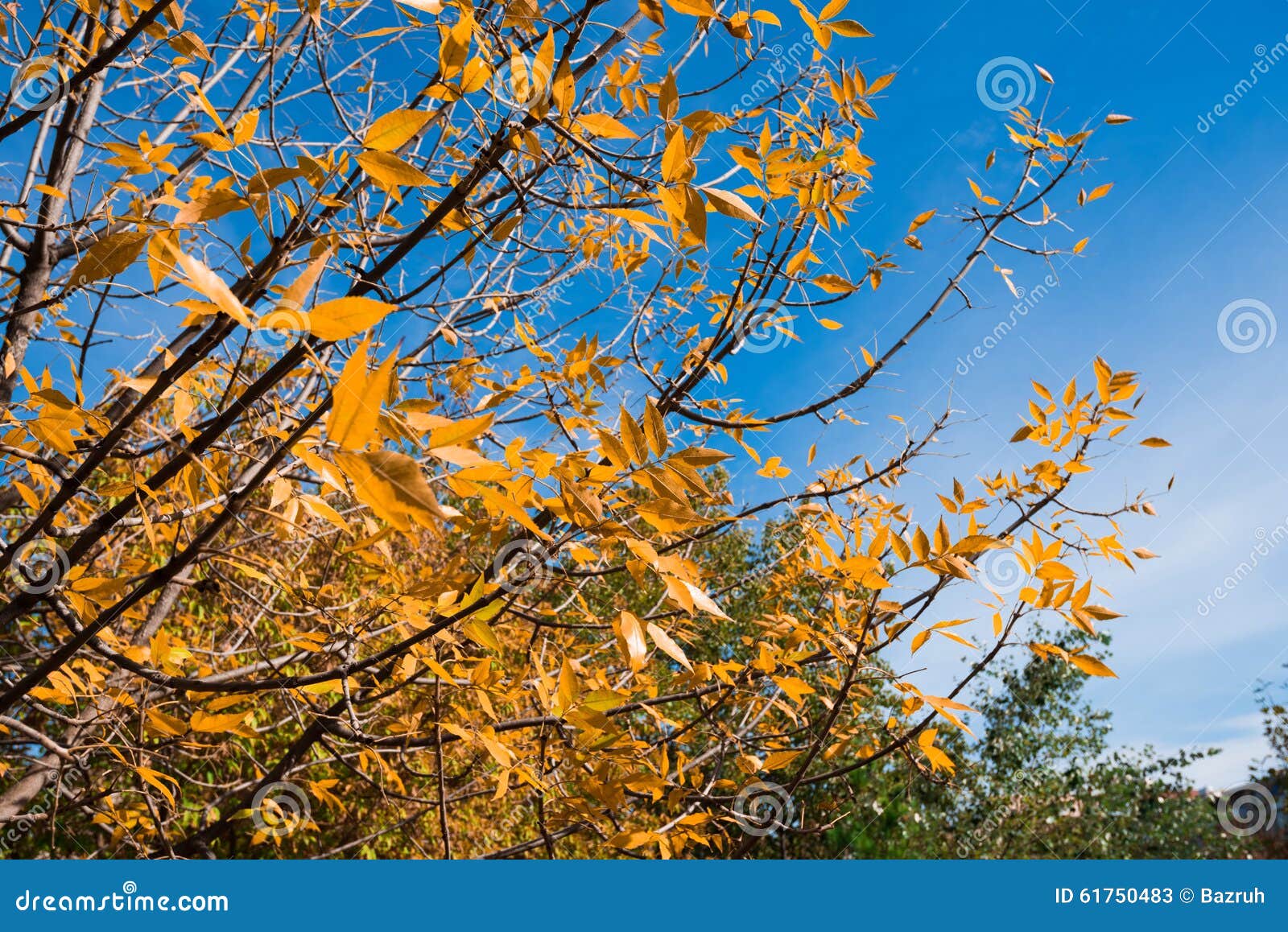 Yellow leaves on tree stock image. Image of outdoor, seasons - 61750483
