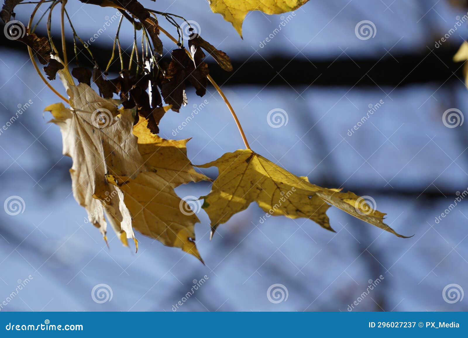 Yellow Leaves on Tree Branch in Fall Stock Image - Image of fall, leaf ...