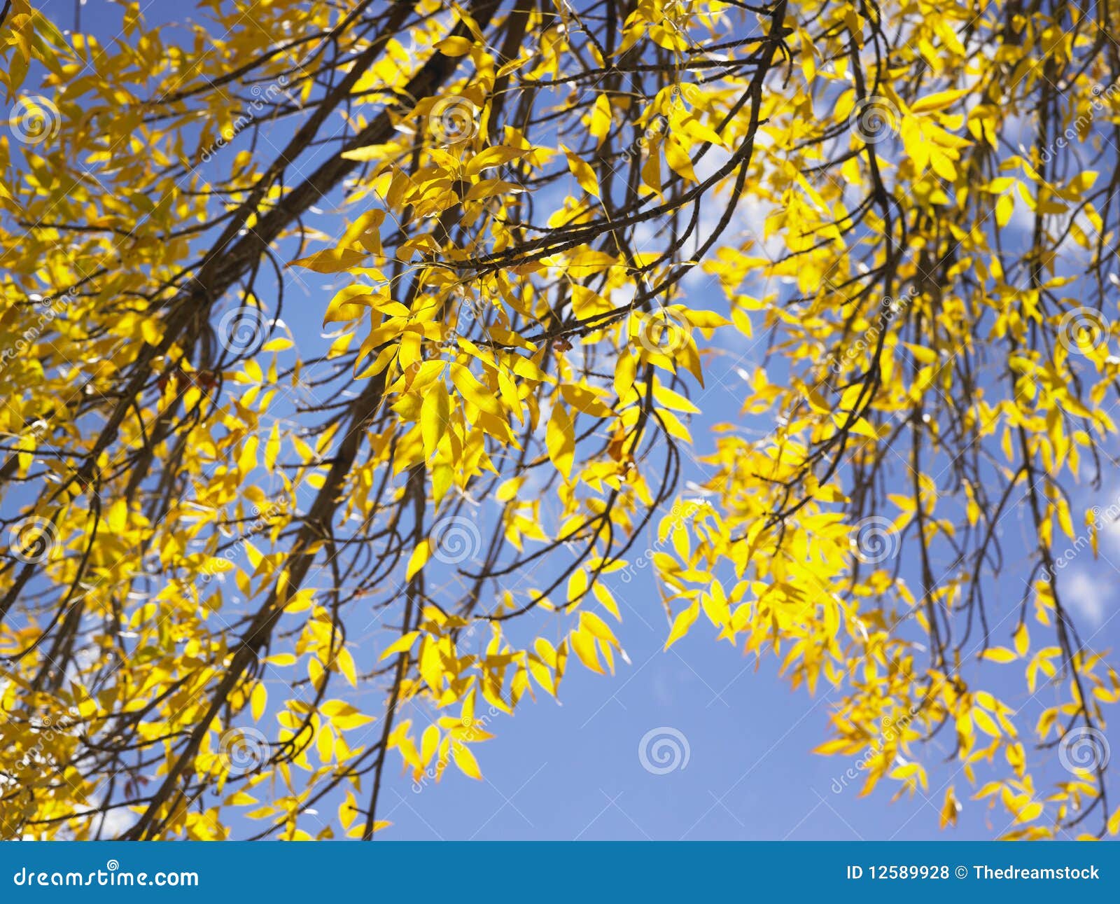 Yellow Leaves On Tree Branches Royalty Free Stock Photos - Image: 12589928