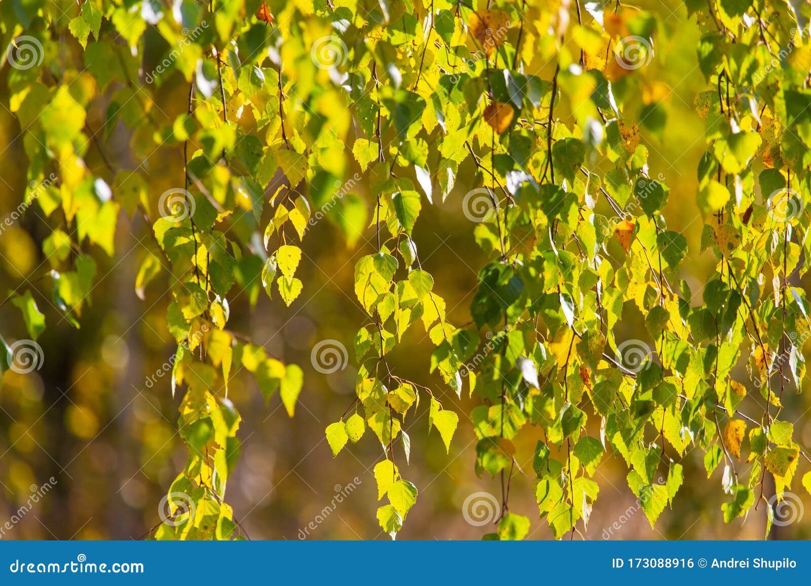 Yellow Leaves on a Tree in the Fall Stock Photo - Image of forest, tree ...