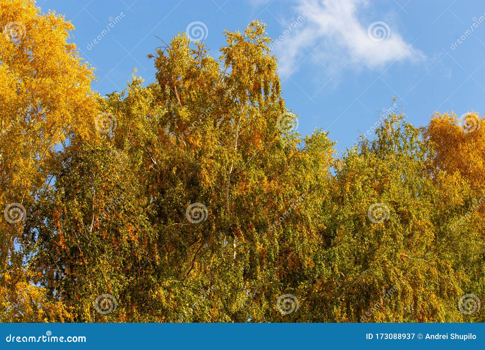 Yellow Leaves on a Tree in the Fall Stock Image - Image of nature ...