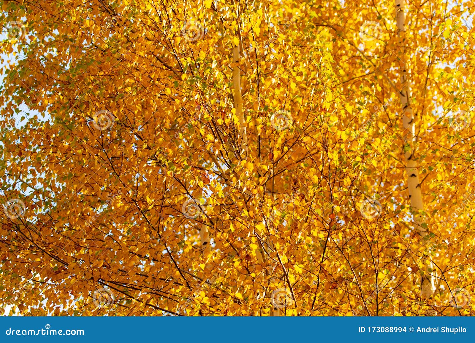 Yellow Leaves on a Tree in the Fall Stock Photo - Image of vacations ...