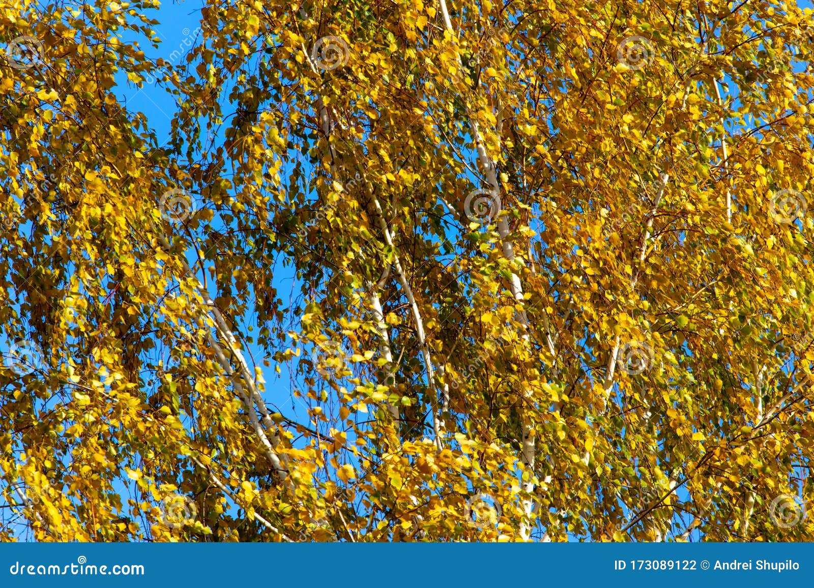 Yellow Leaves on a Tree in the Fall Stock Photo - Image of wood ...