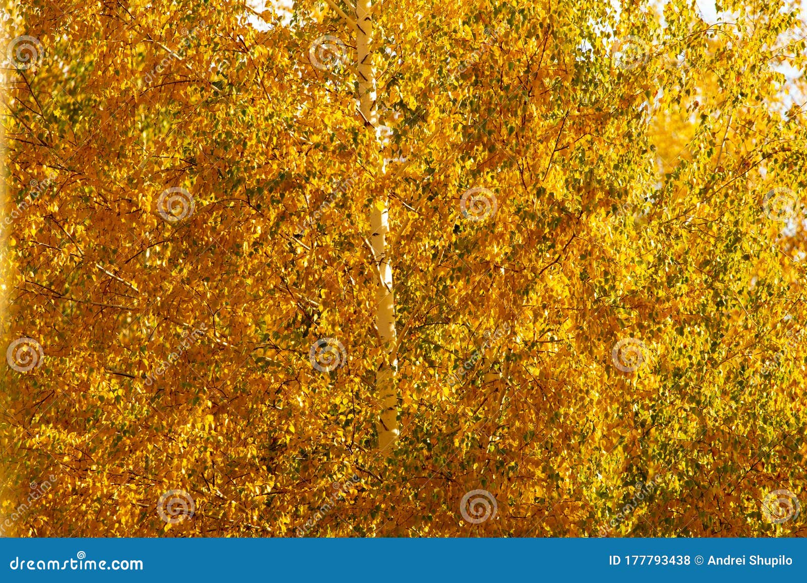 Yellow Leaves on a Tree in the Fall Stock Photo - Image of foliage ...