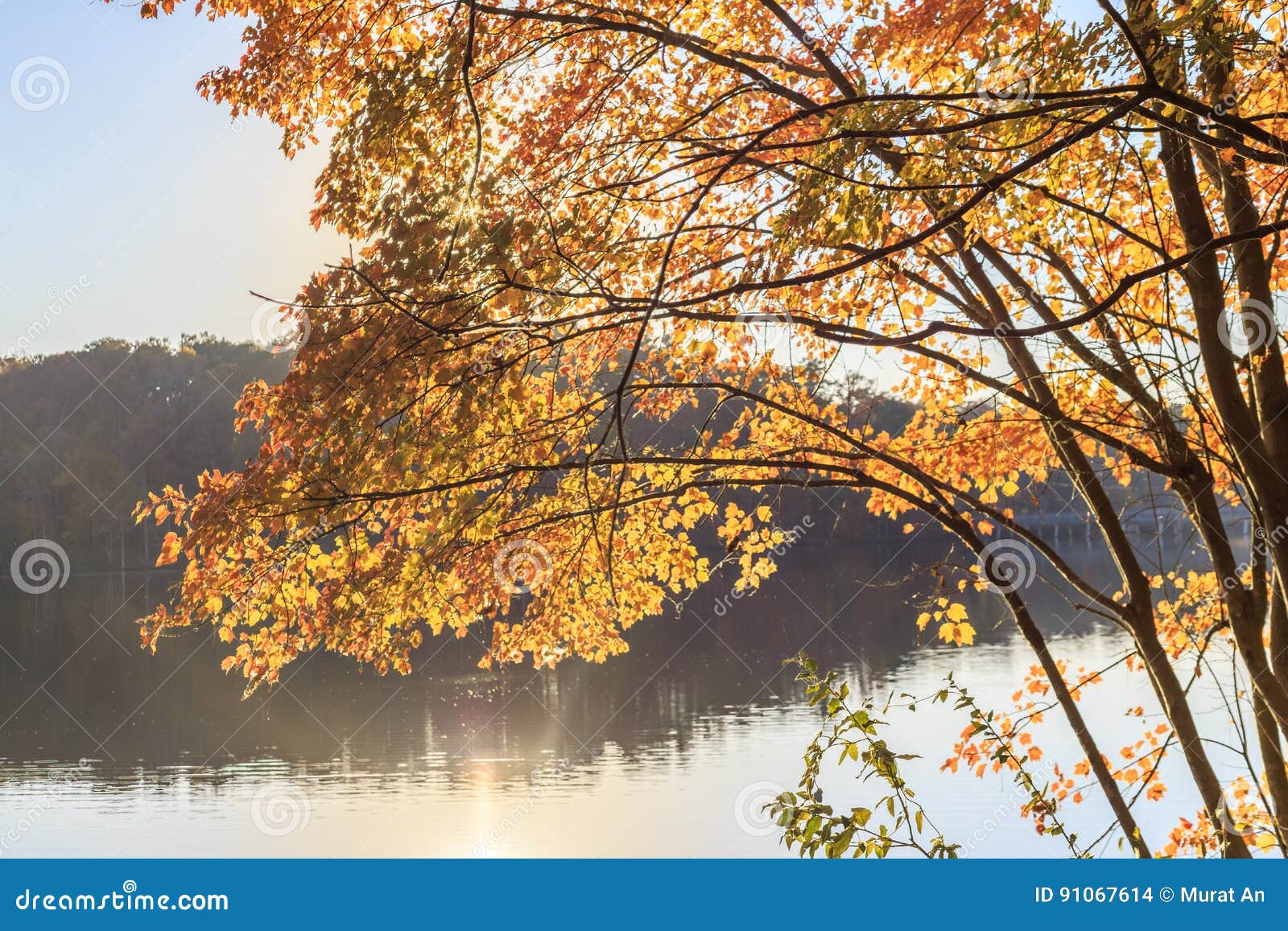 Yellow Leaves of the Tree with Sun Reflection Over the Lake Stock Photo ...