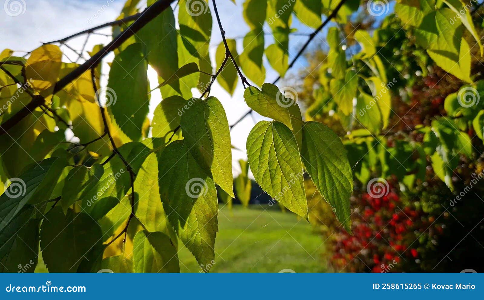 Yellow Leaves of a Tree Waving in Wind Stock Video - Video of park ...