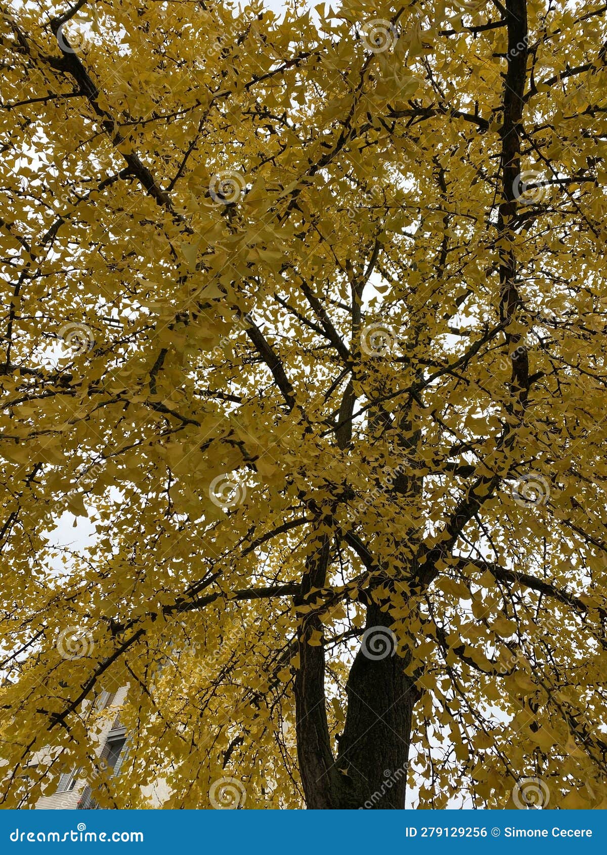 Yellow leaves on tree stock photo. Image of deciduous - 279129256