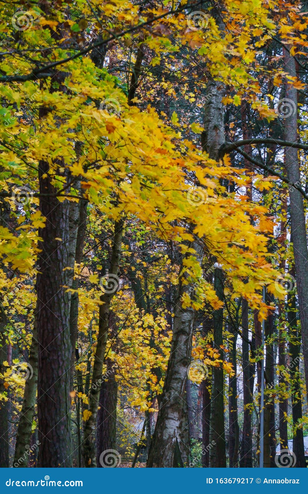 Yellow Leaves on the Trees in the Forest. Autumn Landscape Stock Image ...