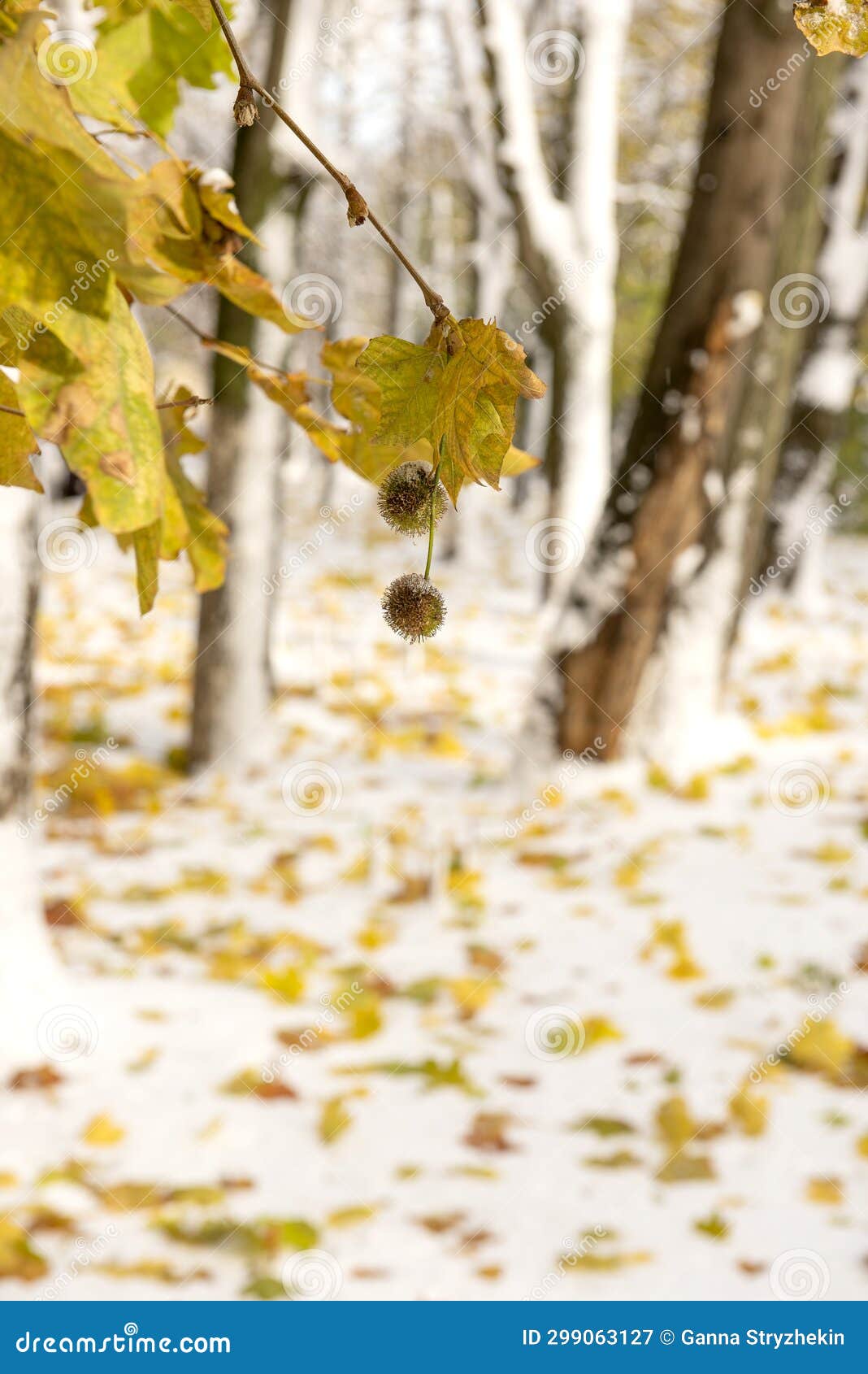 Yellow Leaves on Trees and Snow. Sudden Change in Weather Stock Image ...