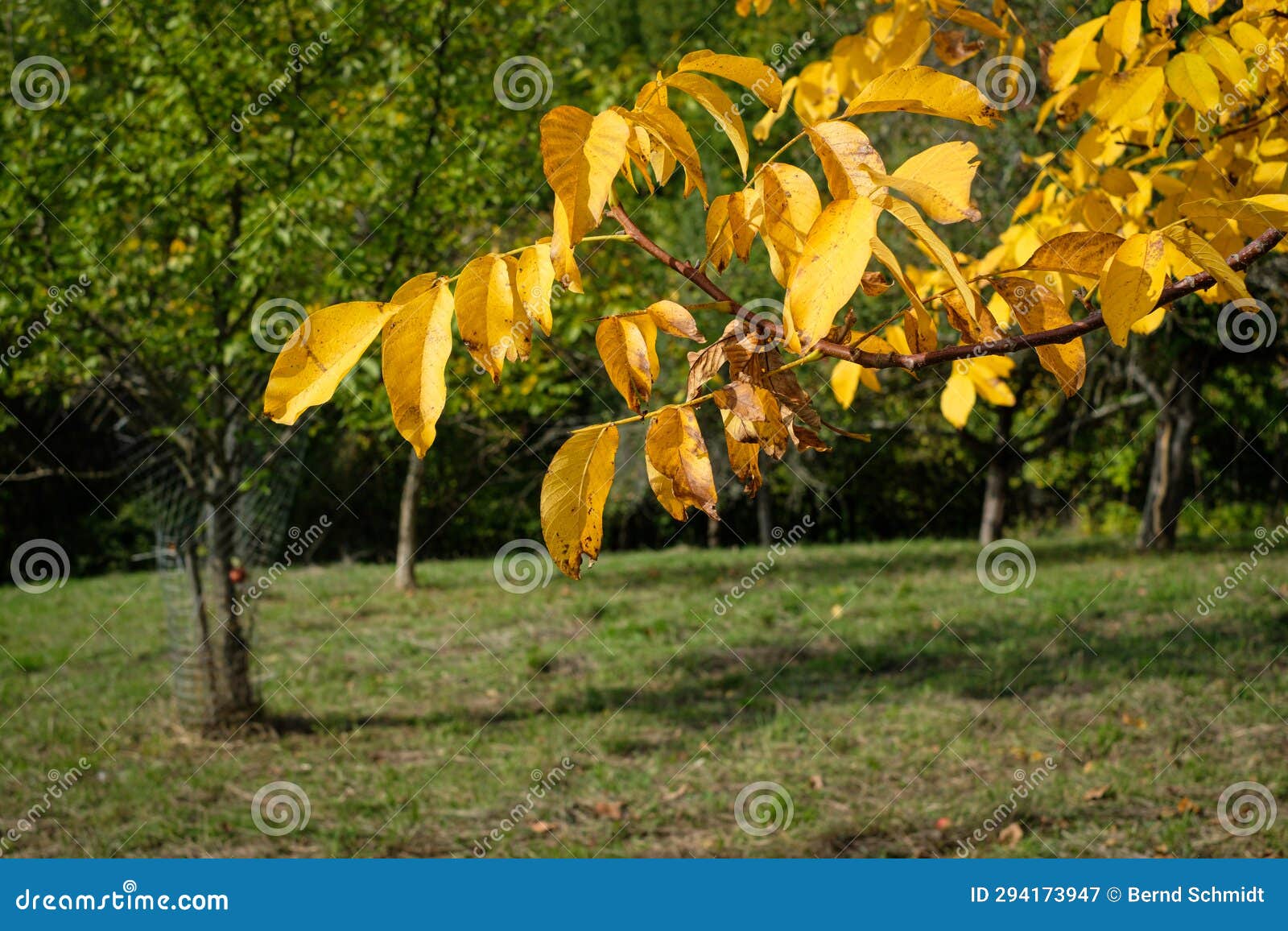 Yellow Leaves of a Walnut Tree in Fall on a Meadow Stock Image - Image ...