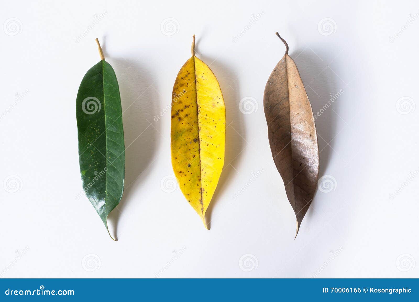 Yellow Leaves on White Background Stock Photo - Image of element, fall ...