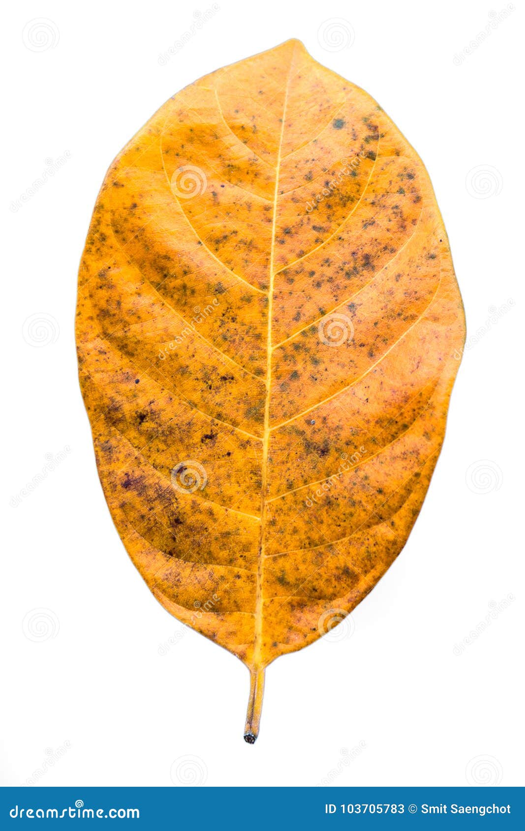 Yellow Leaves on a White Background, Leaf on Isolate. Stock Image ...