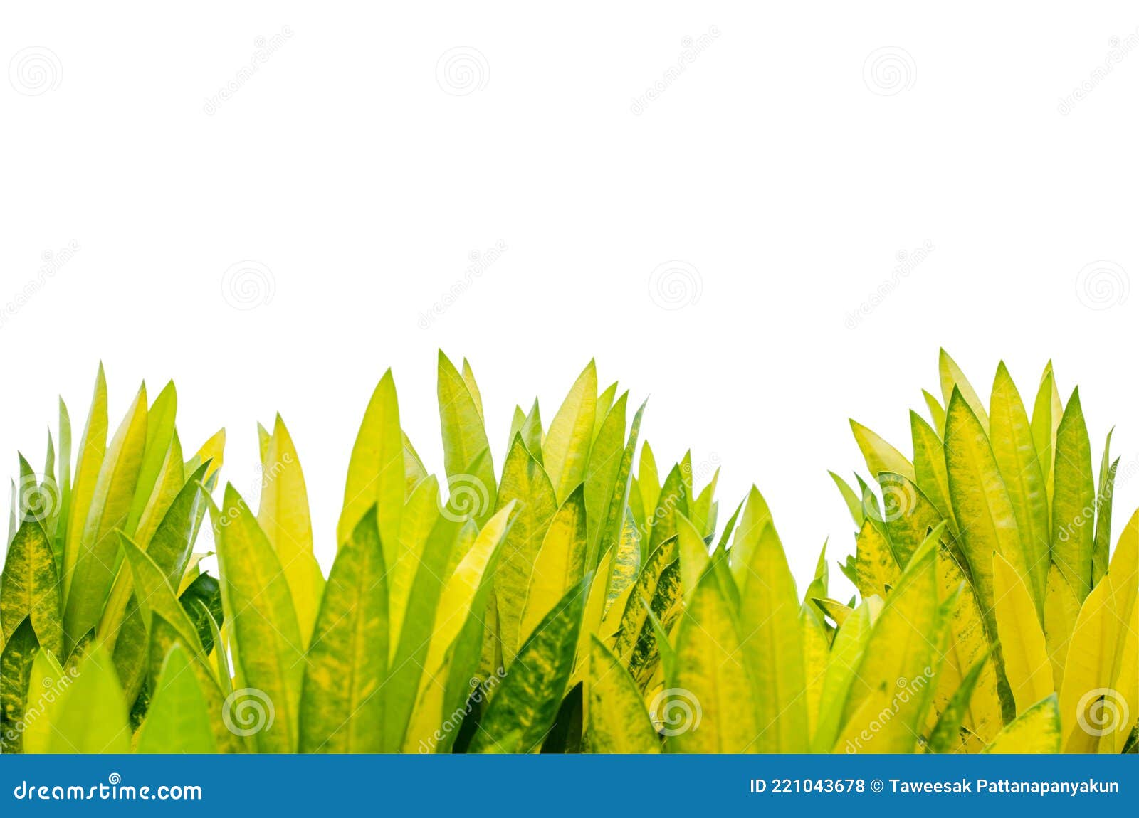 Yellow Leaves on a White Background Stock Photo - Image of close ...