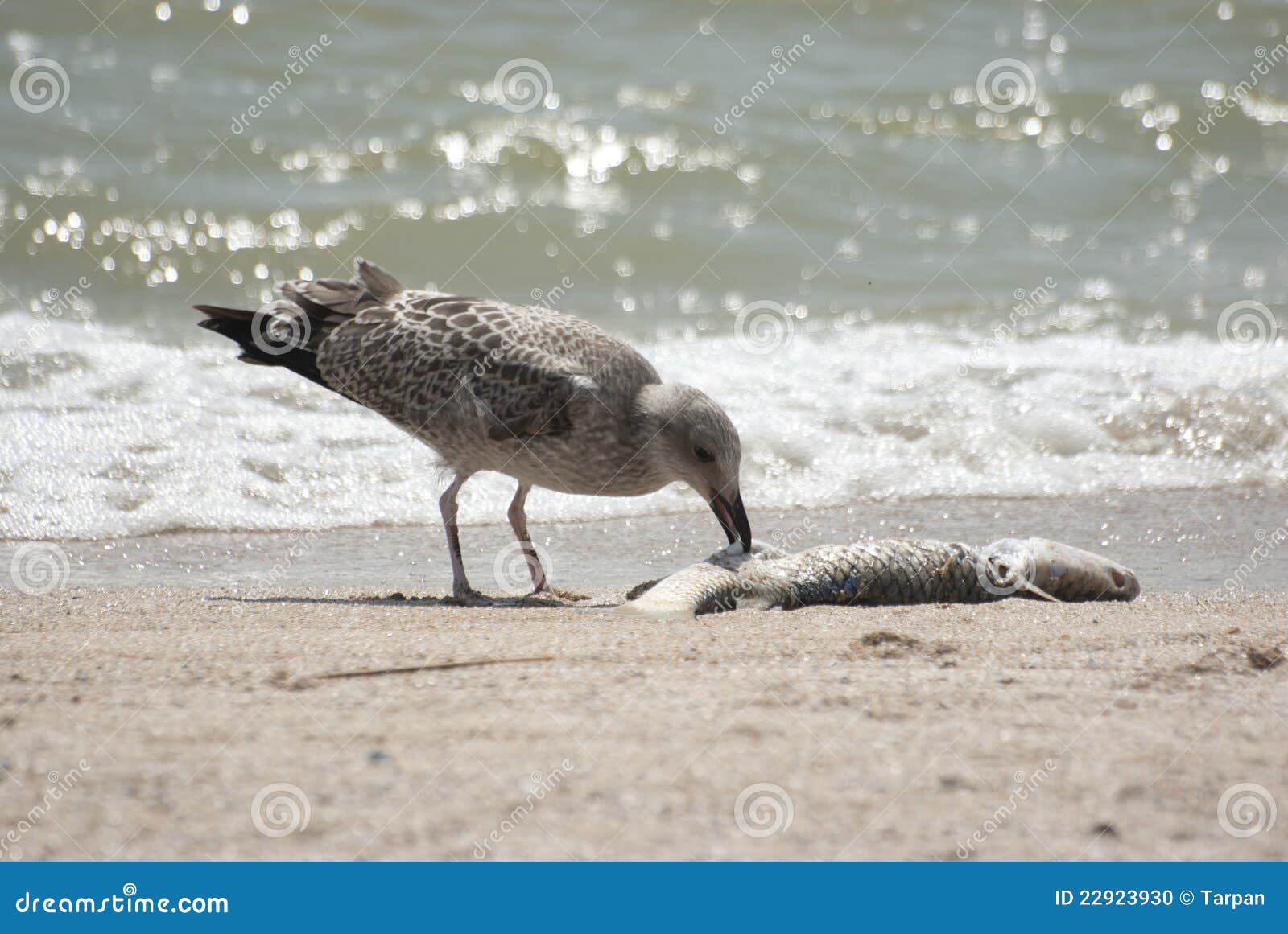 Yellow-legged Gull Eating a Fish. Stock Photo - Image of black, eating ...
