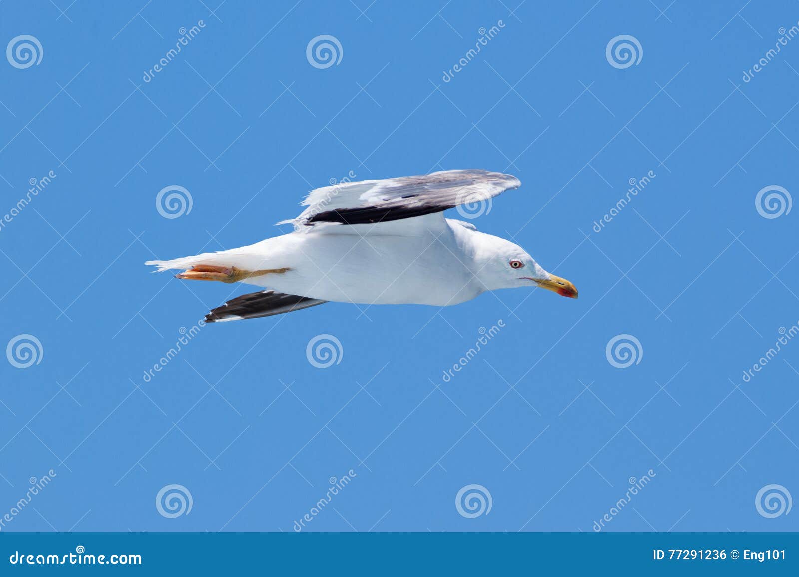 Yellow-legged Buttonquail Turnix Tanki Fat Camouflage Brown Bird ...