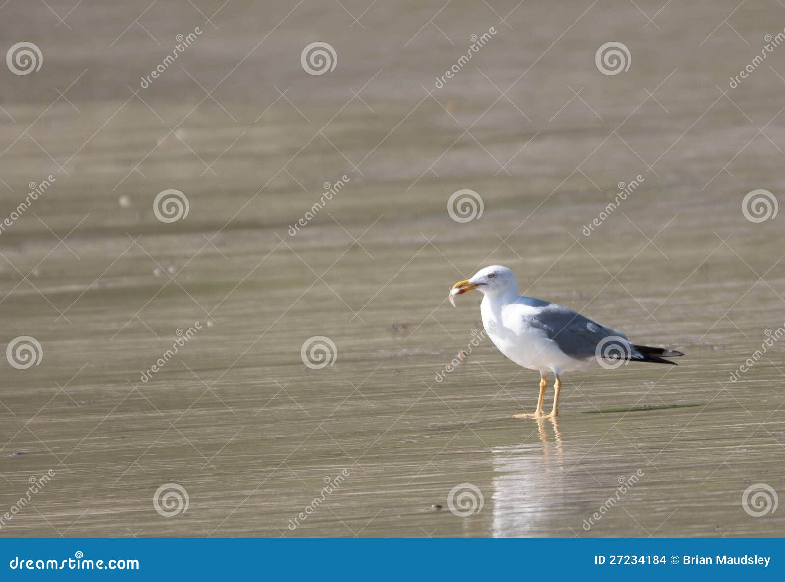 Yellow-legged Gull, Galicia, Spain Stock Photo - Image of natural ...
