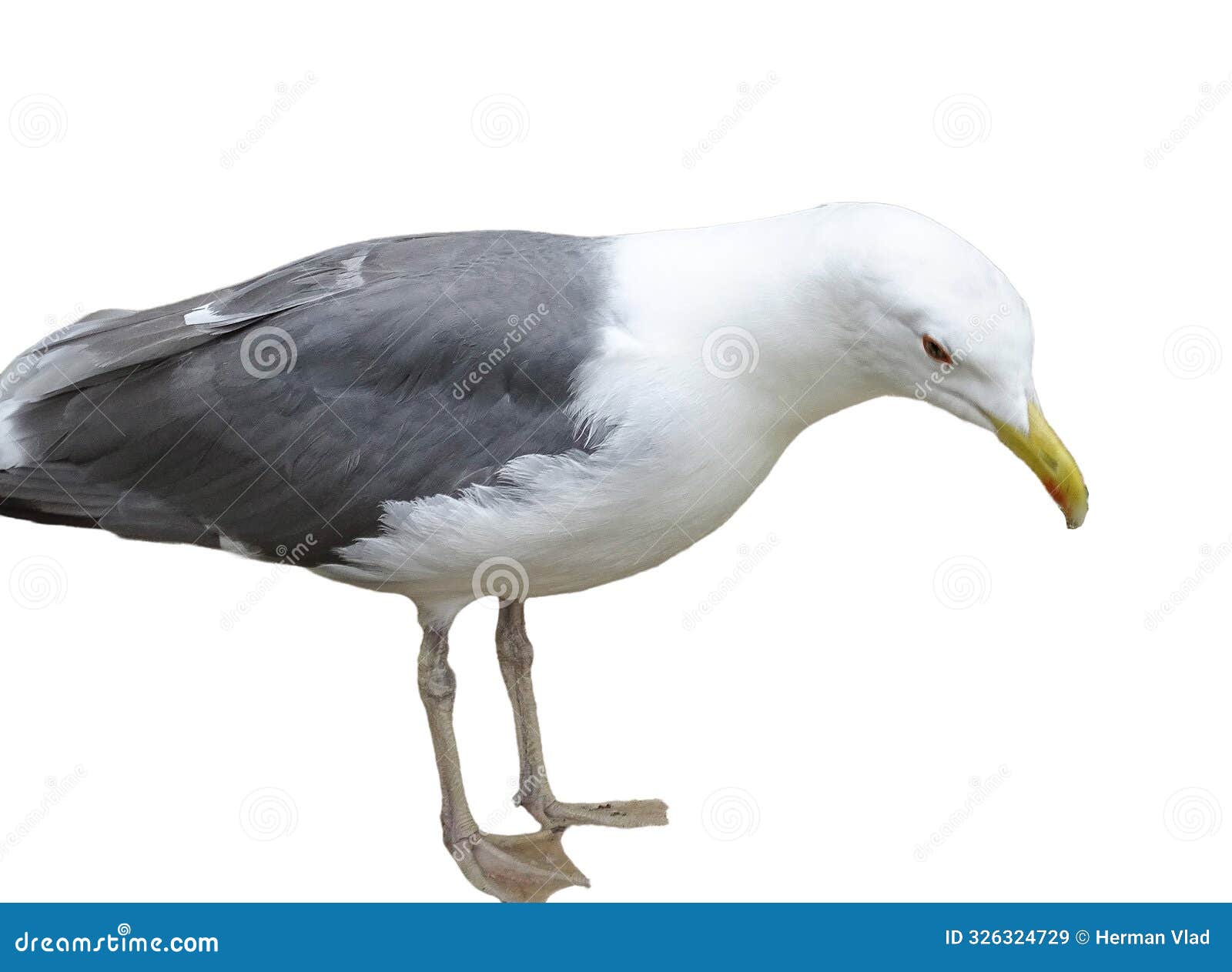 Yellow-legged Gull Isolated on White. Larus Michahellis Stock Image ...
