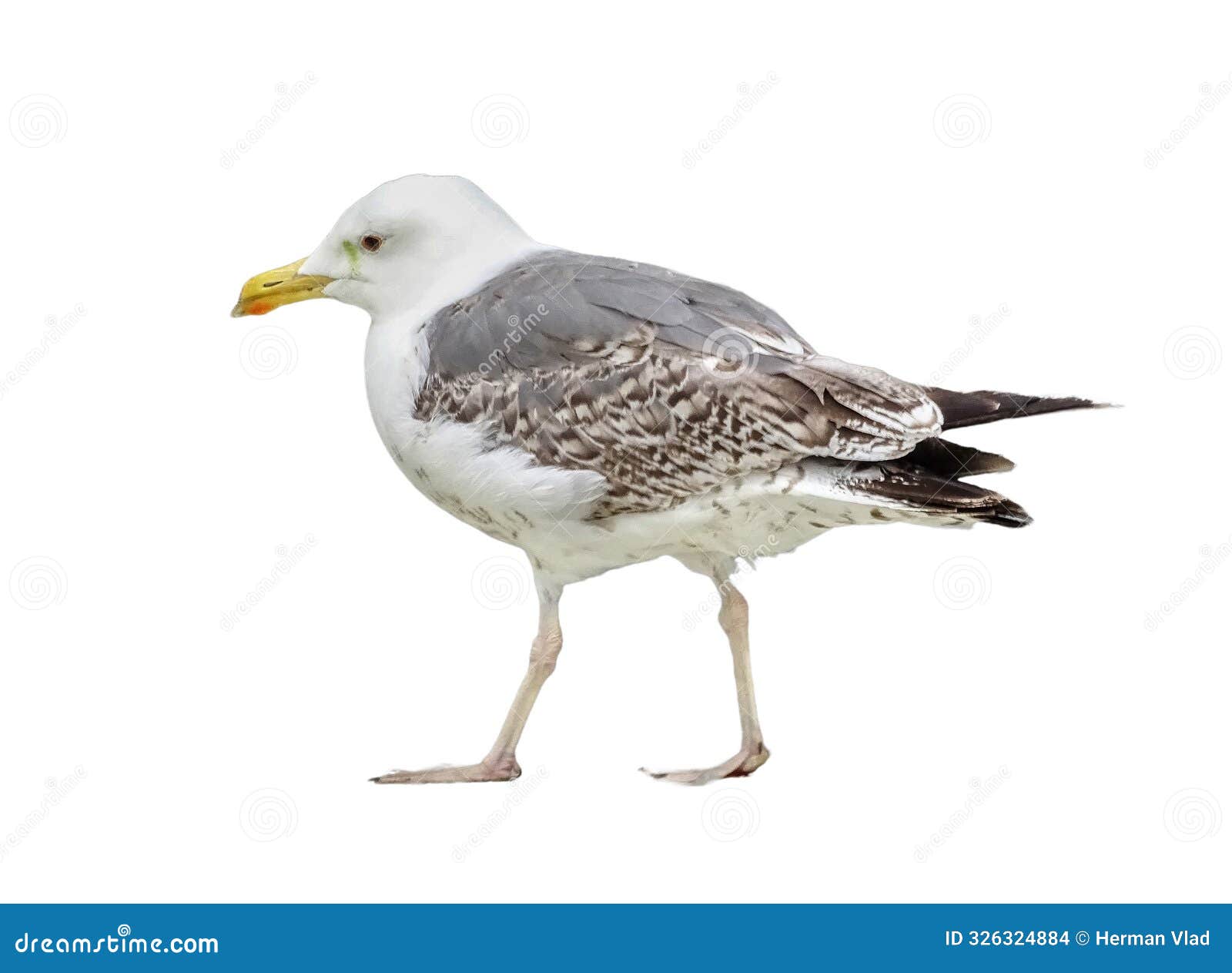 Yellow-legged Gull Isolated on White. Larus Michahellis Stock Photo ...