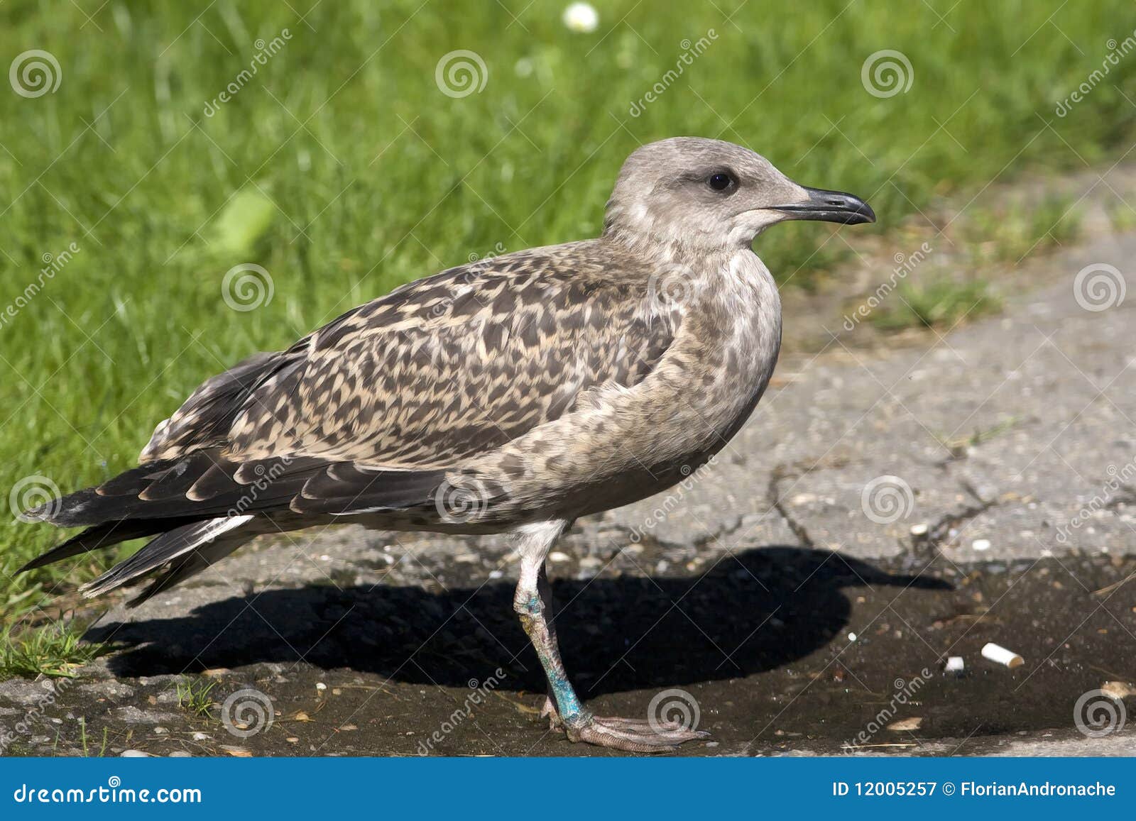 Yellow-legged Buttonquail Turnix Tanki Fat Camouflage Brown Bird ...