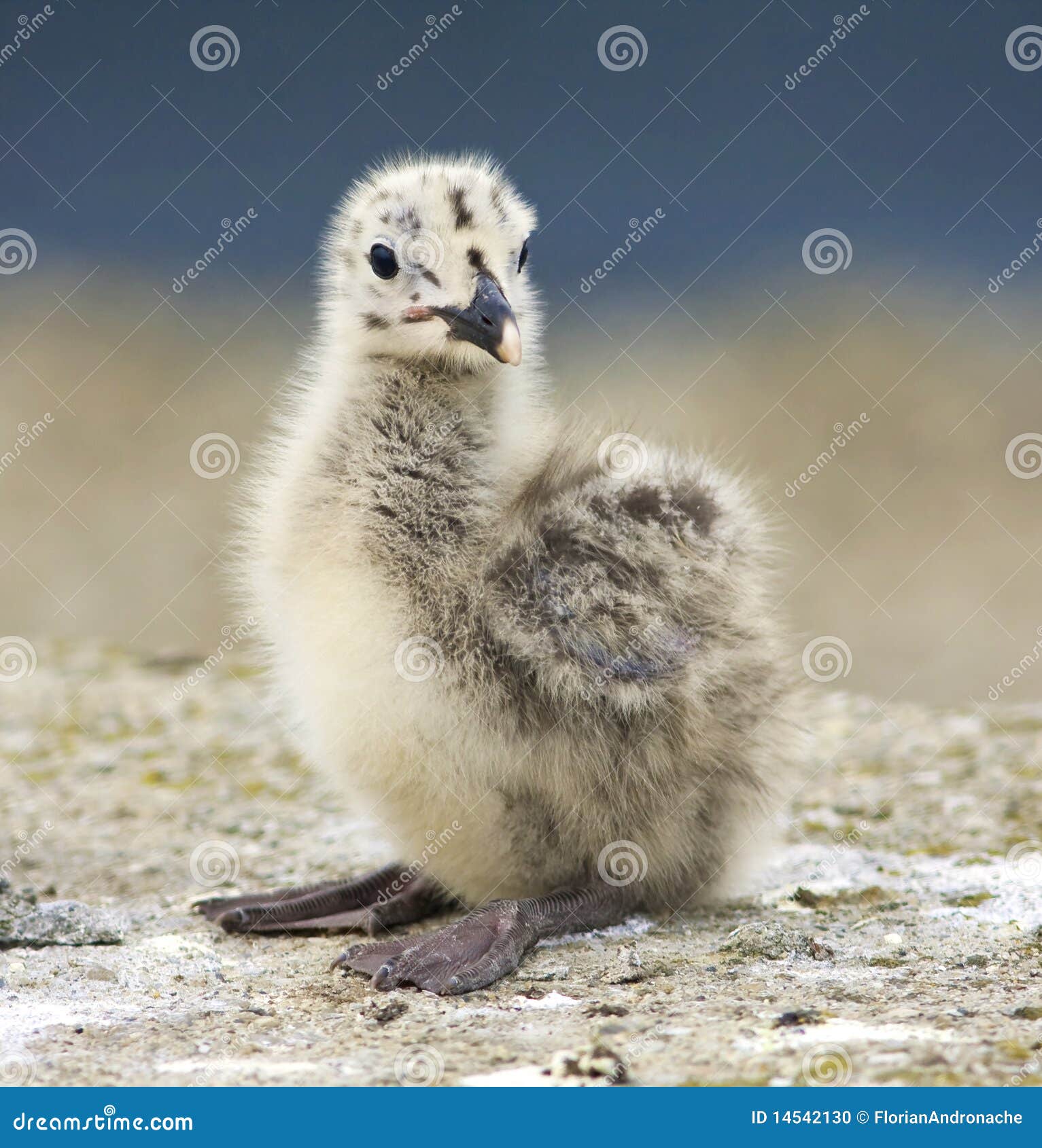 Yellow-legged Gull (Larus Michahellis) Stock Photo - Image of creature ...