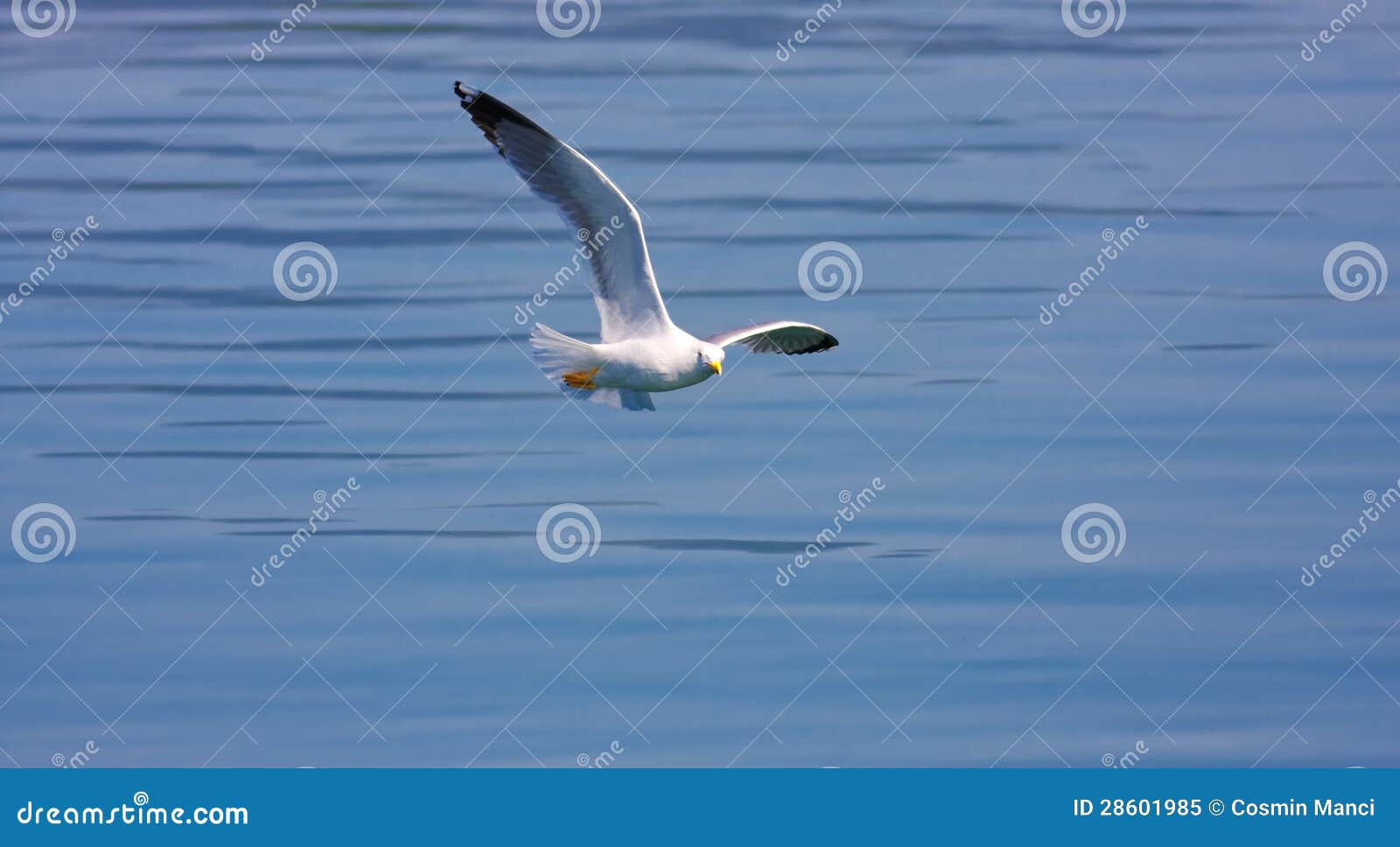 Yellow-legged Gull (Larus Michahellis) Stock Image - Image of habitat ...