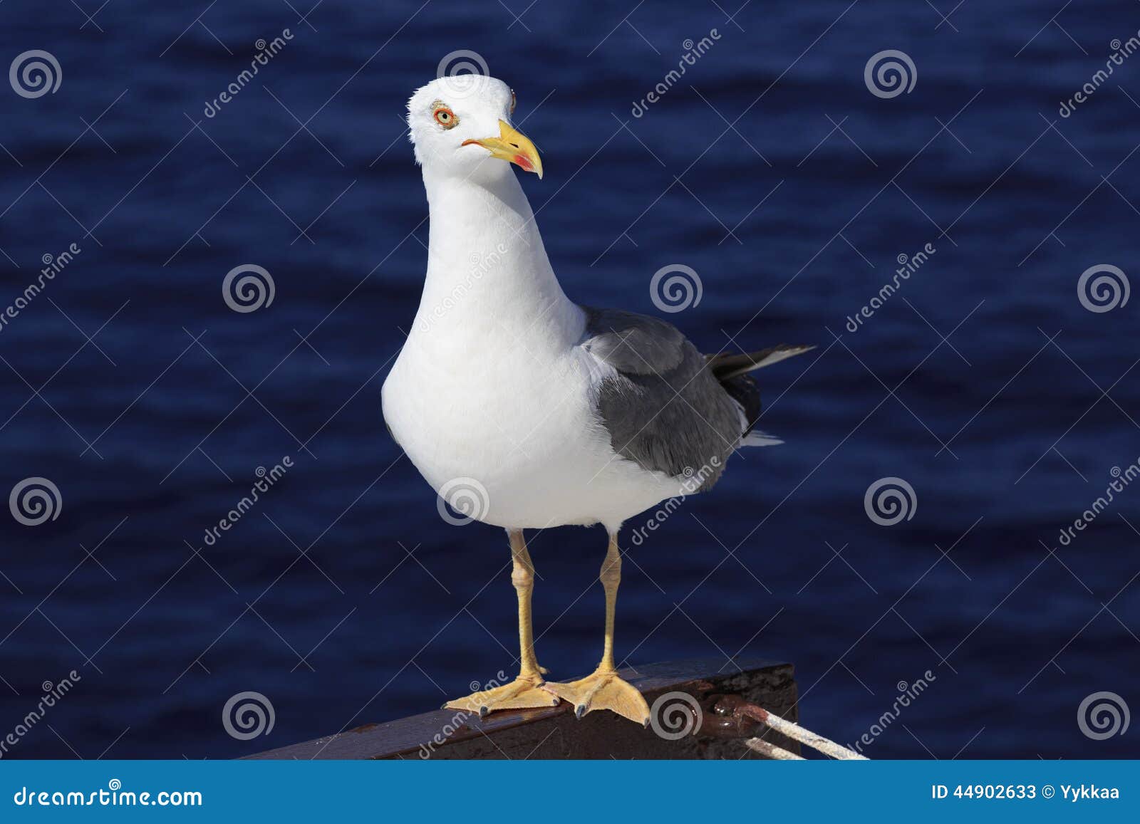 Yellow-legged Gull (Larus Michahellis) Stock Image - Image of yellow ...