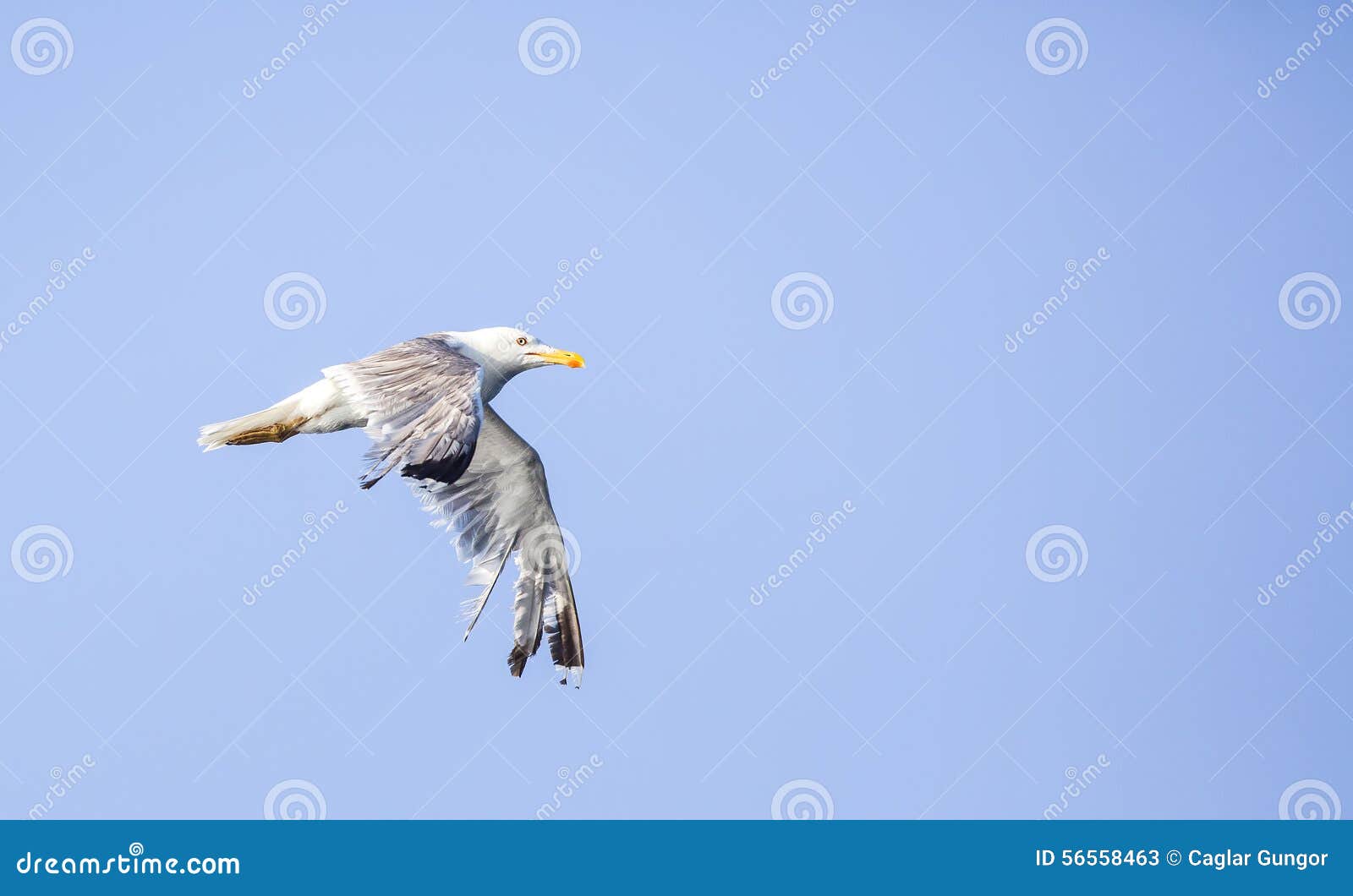 Yellow-legged Gull stock image. Image of beak, worn, nature - 56558463