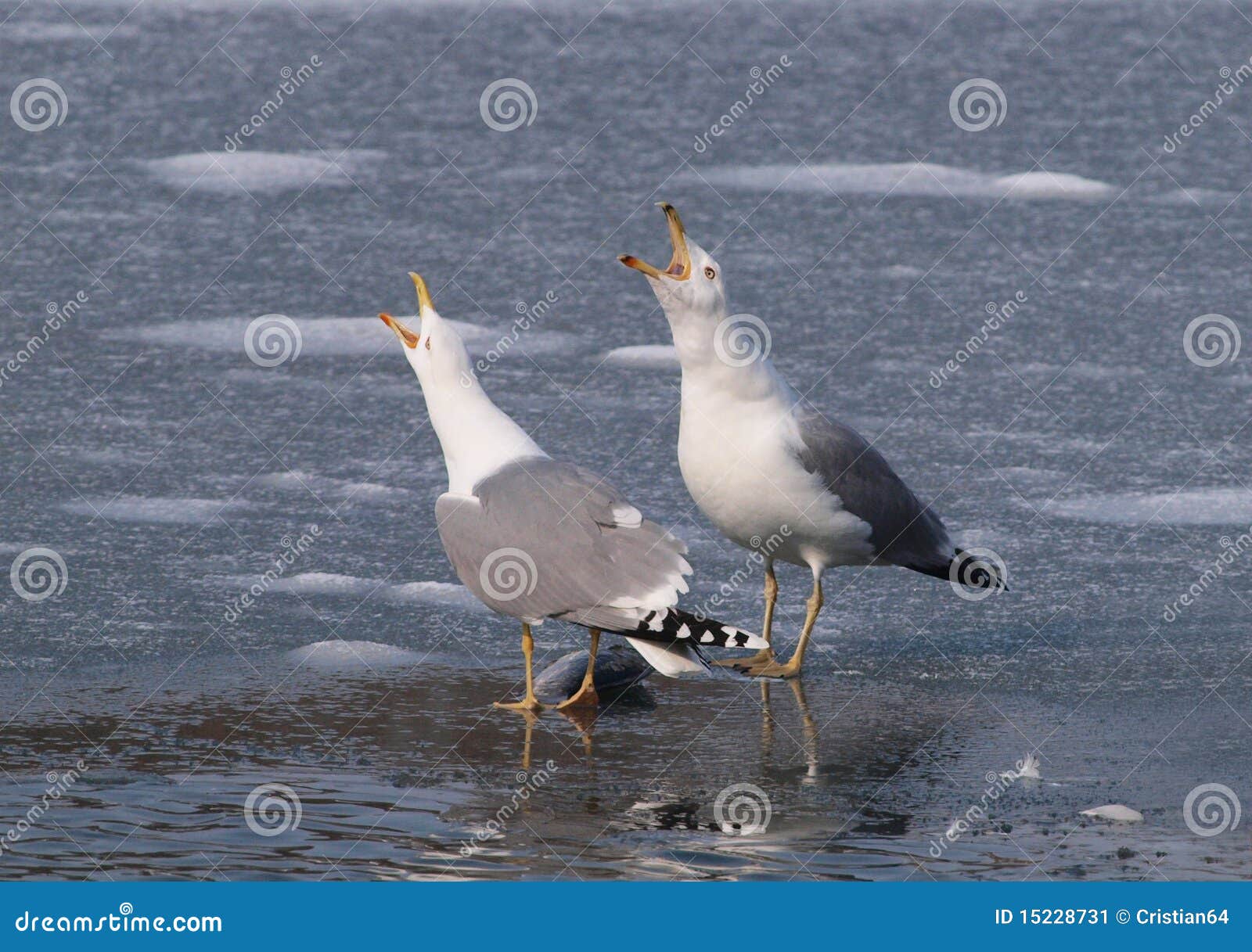 Yellow-legged Gulls (Larus Michahellis) Stock Image - Image of legged ...