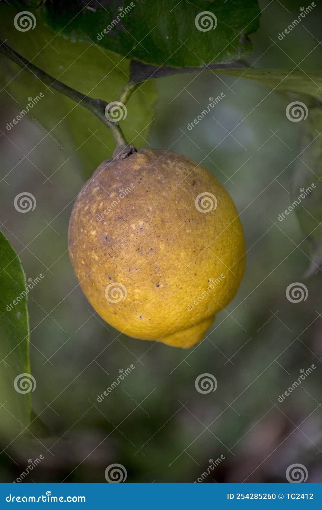 Yellow lemmon on the tree stock photo. Image of fresh - 254285260