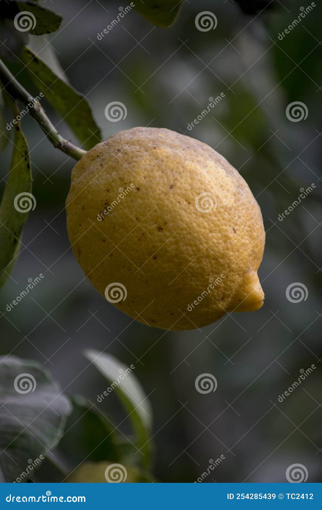 Yellow lemmon on the tree stock image. Image of health - 254285439