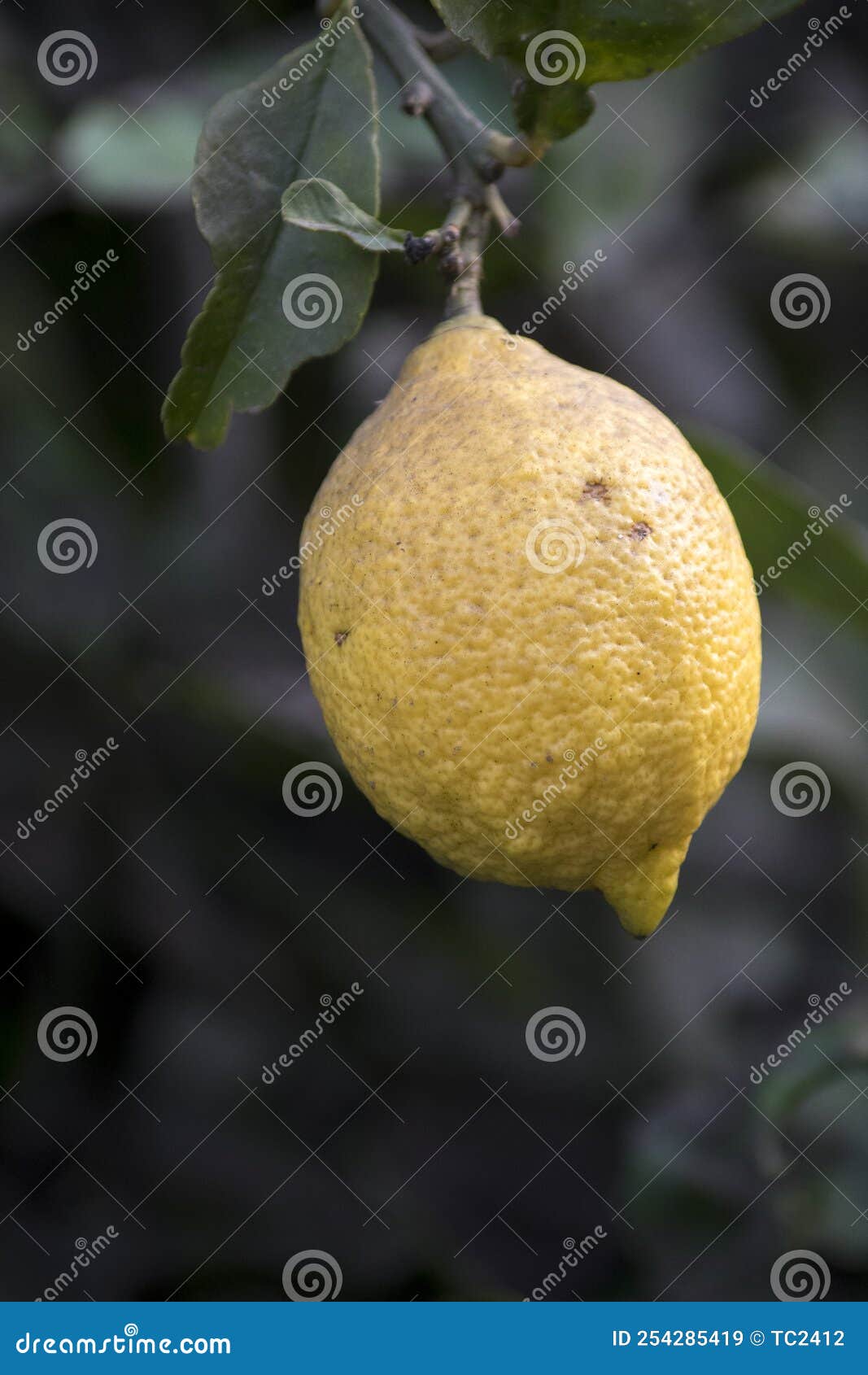 Yellow lemmon on the tree stock image. Image of macro - 254285419