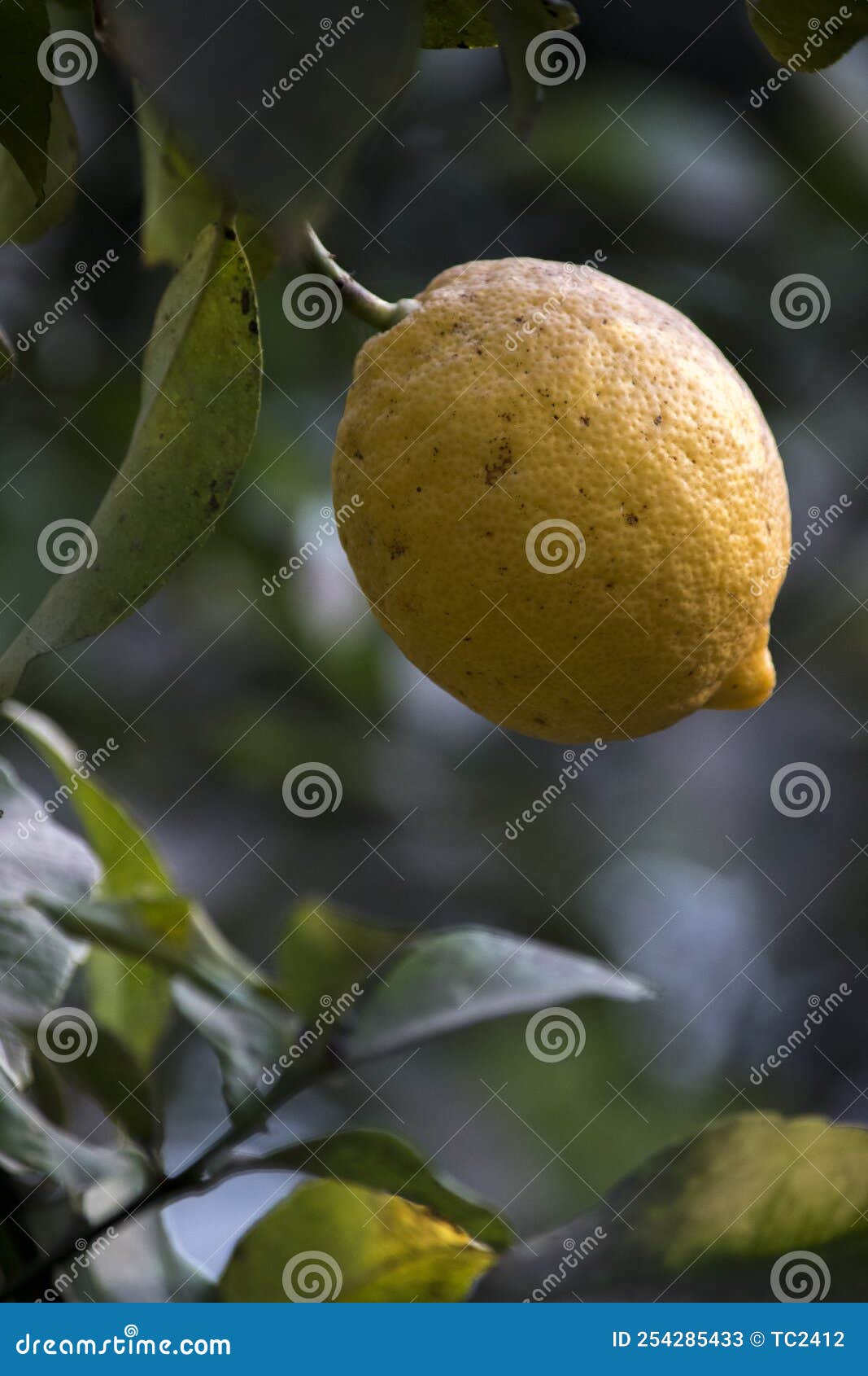 Yellow lemmon on the tree stock image. Image of juicy - 254285433