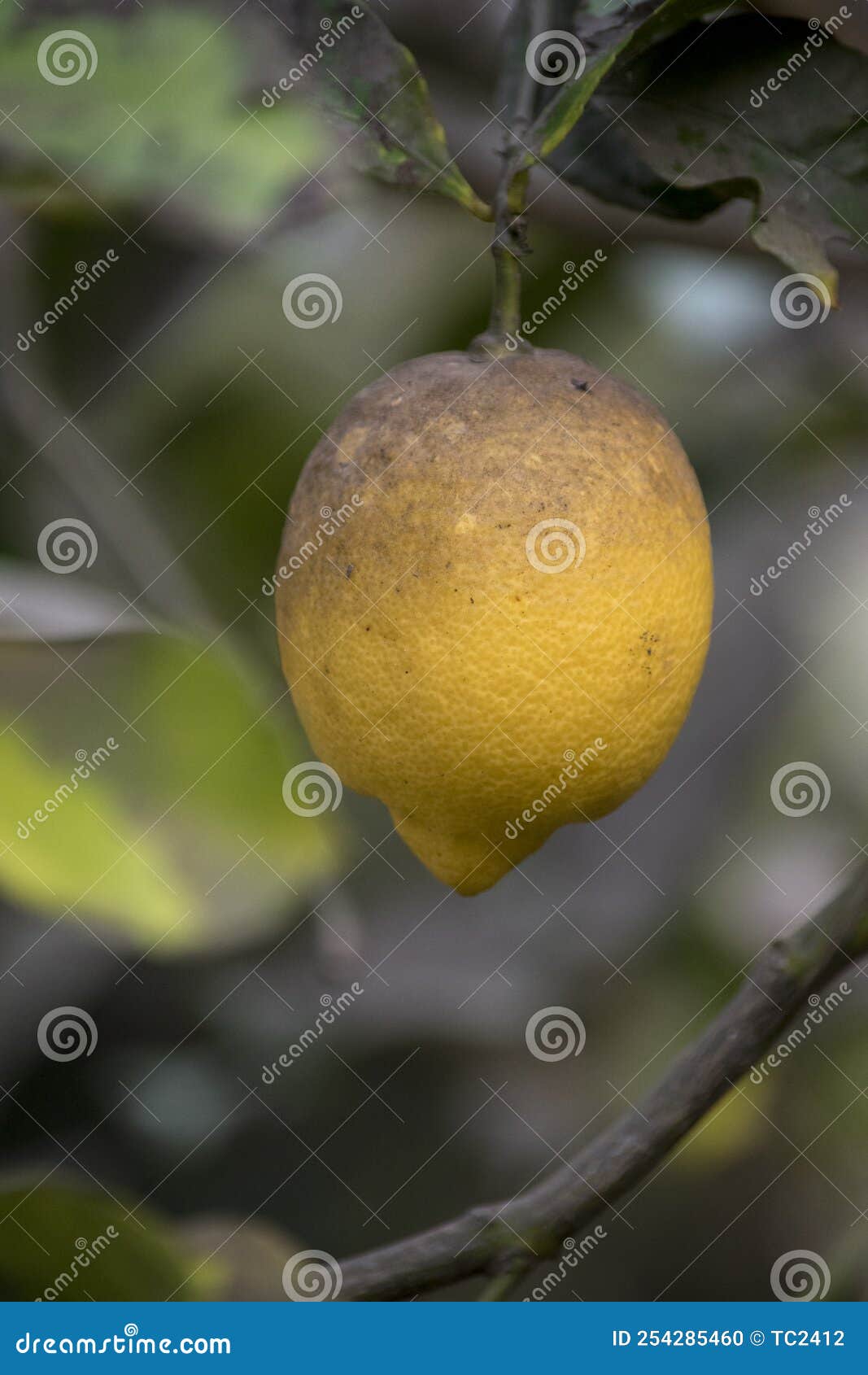 Yellow lemmon on the tree stock photo. Image of diet - 254285460