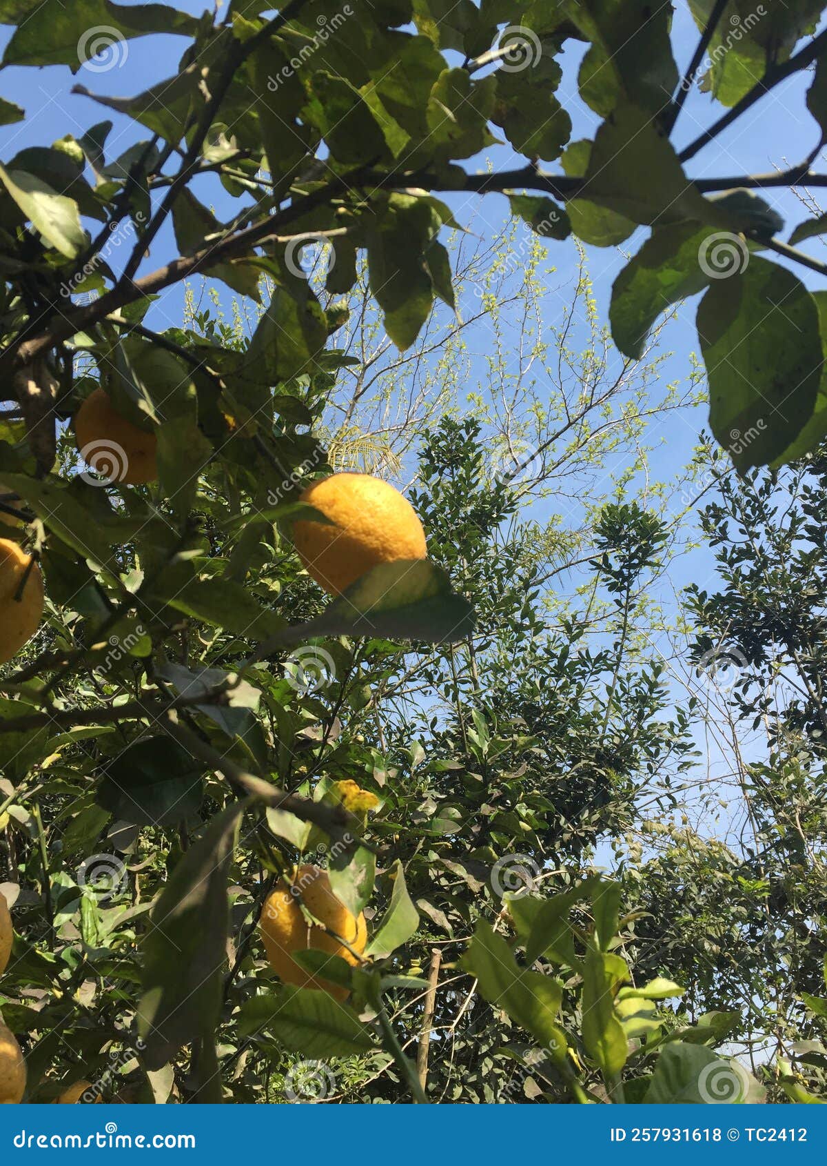 Yellow lemmon on the tree stock photo. Image of macro - 257931618