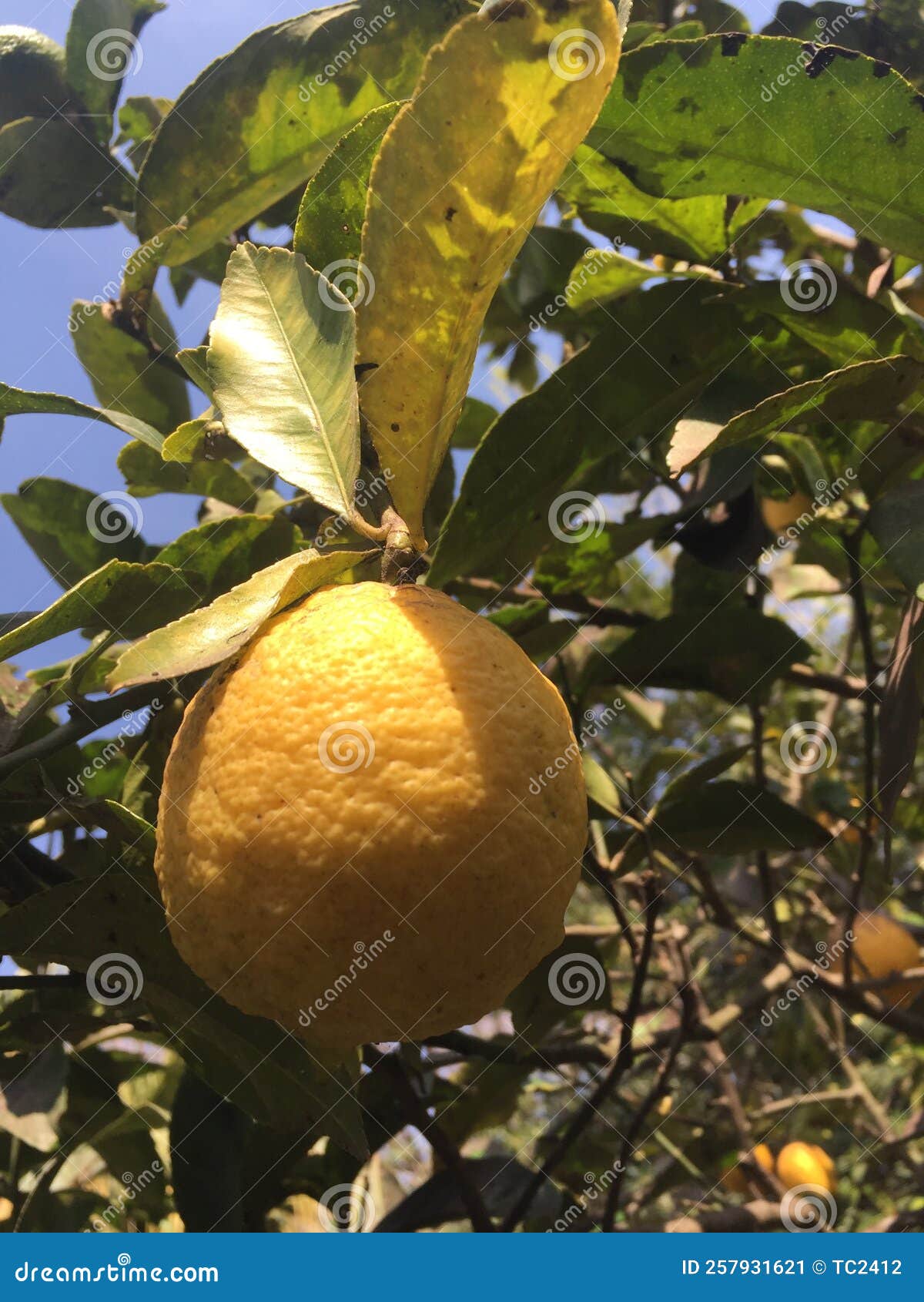 Yellow lemmon on the tree stock image. Image of natural - 257931621