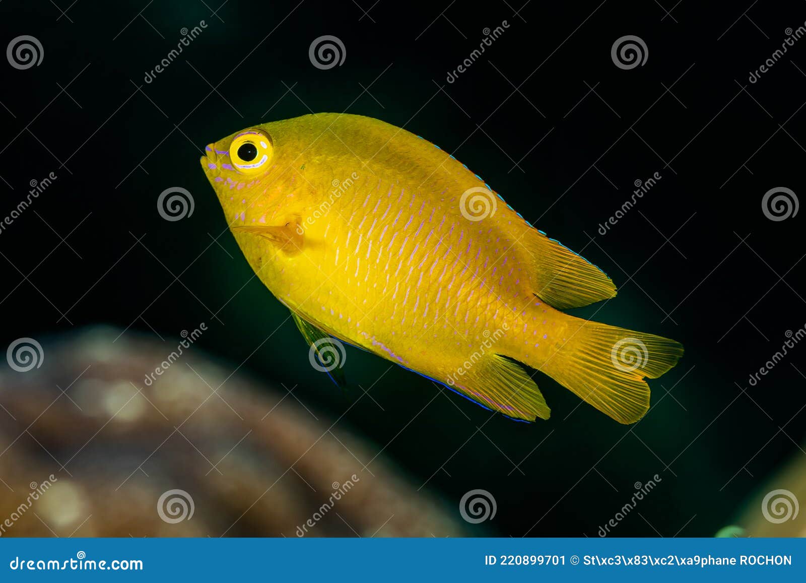 Yellow Lemon Damsel Damselfish Fish Stock Image - Image of colorful ...