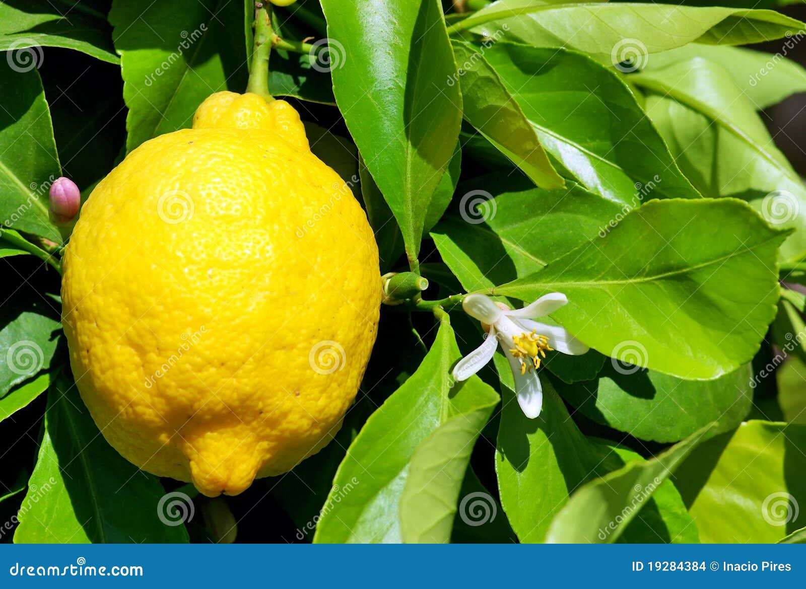 Yellow Lemon And A Metal Knife On A Blue Background Royalty-Free Stock ...