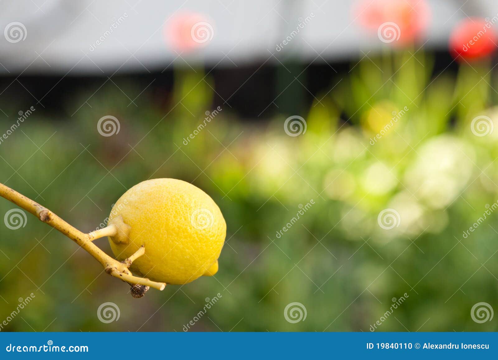 Yellow Lemon Fruit in Spring Stock Photo - Image of diet, toned: 19840110