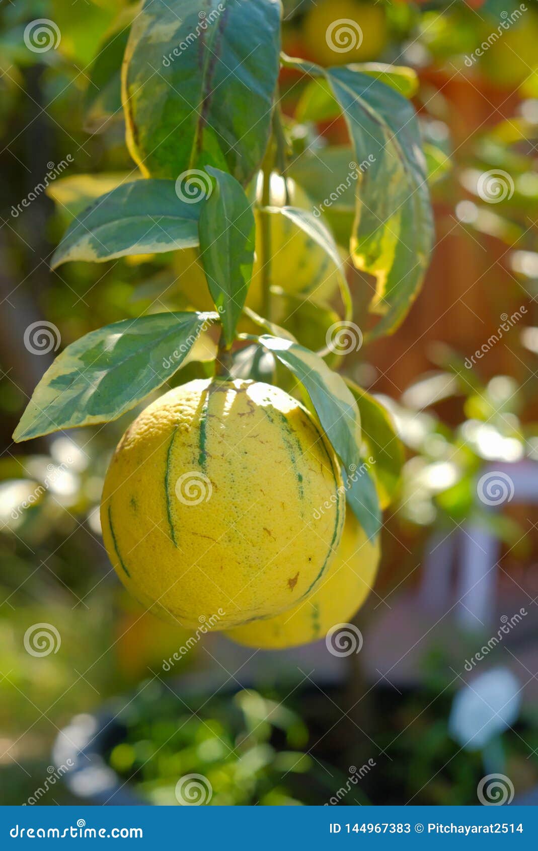 Yellow Lemon stock image. Image of natural, tree, tropical - 144967383