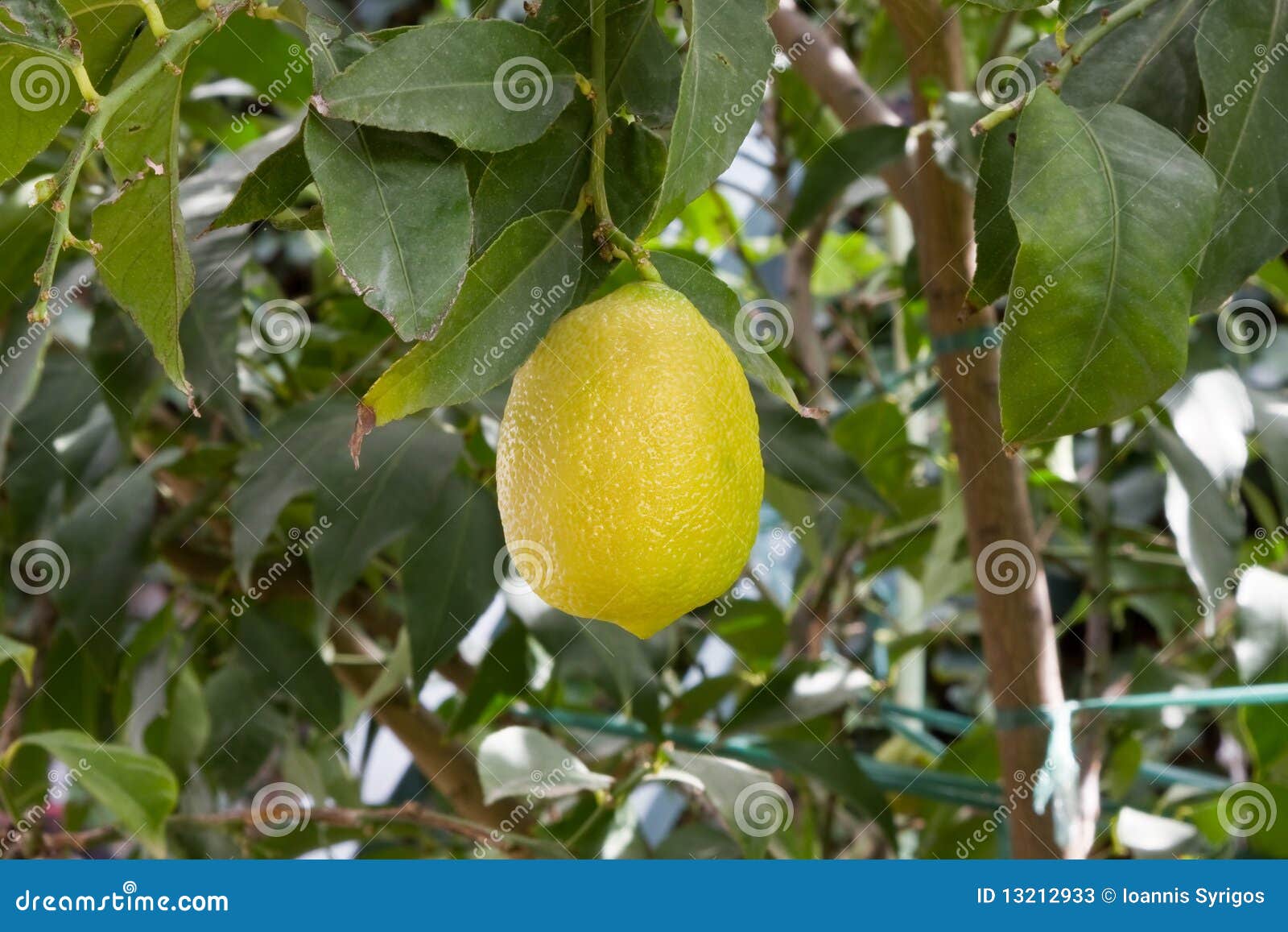 Yellow lemon in tree stock image. Image of lemon, food - 13212933